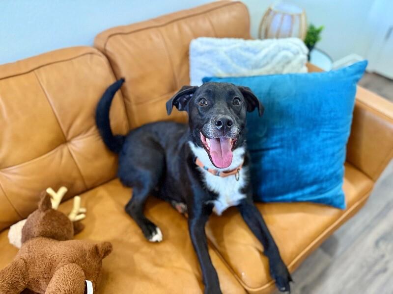 Dog for adoption - Kash Kid-Friendly Precious Pup, a Black Labrador ...