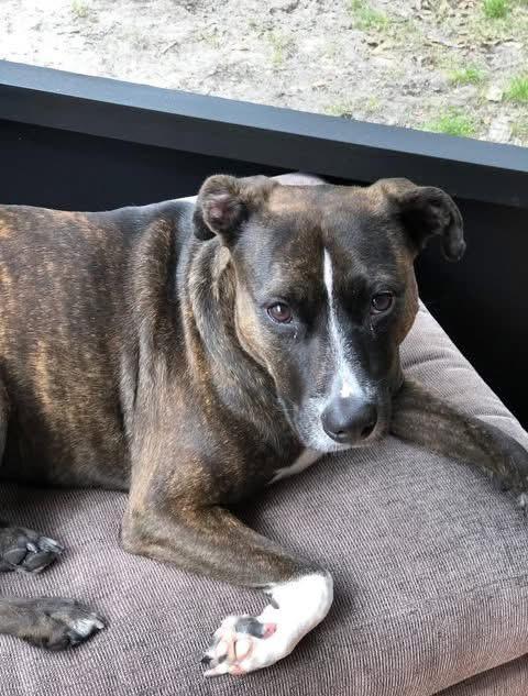 Dog for adoption - Sammi, a Pit Bull Terrier & Husky Mix in New Smyrna ...