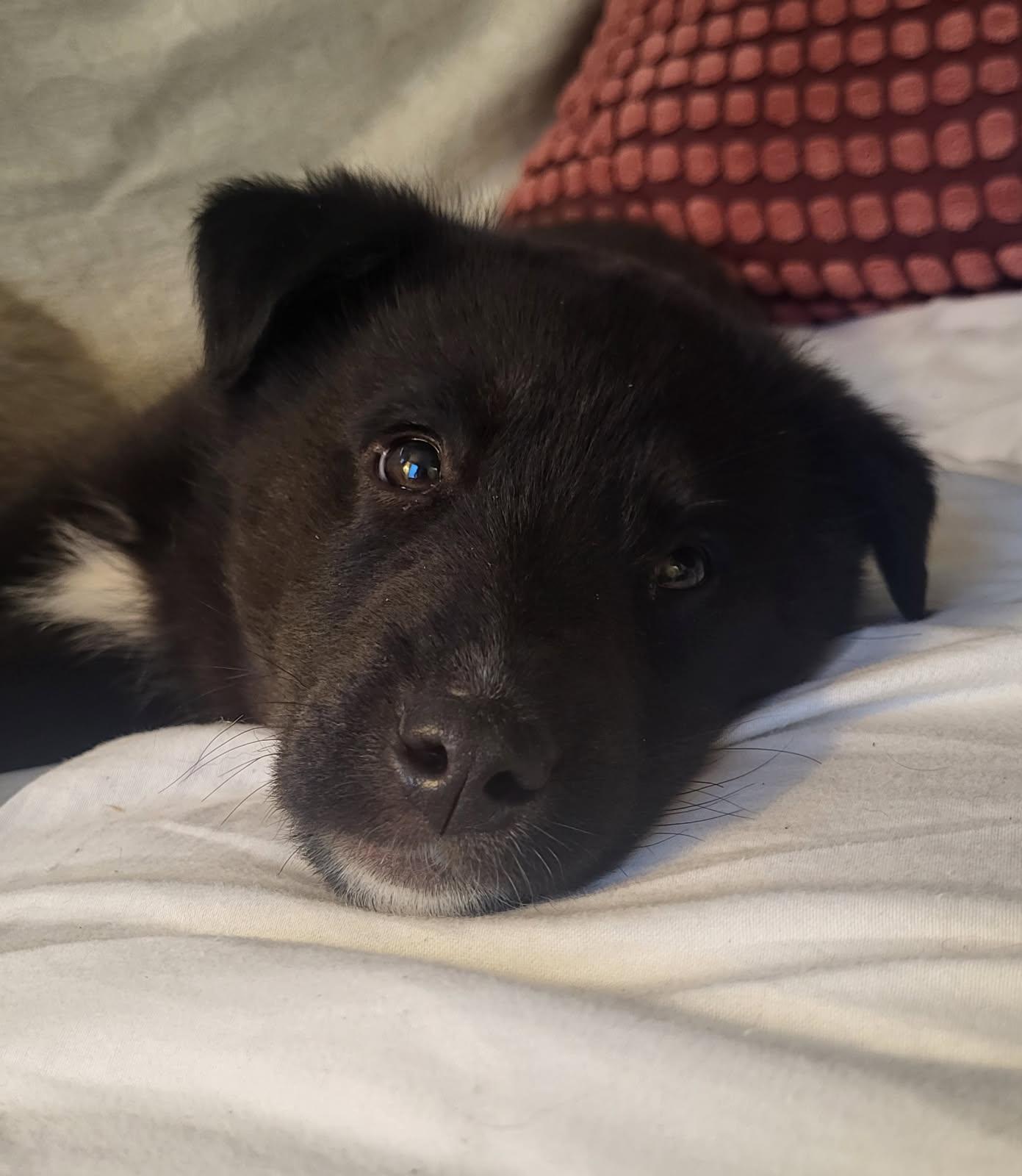Dog for adoption - Tux, a Labrador Retriever & Husky Mix in Toronto, ON ...
