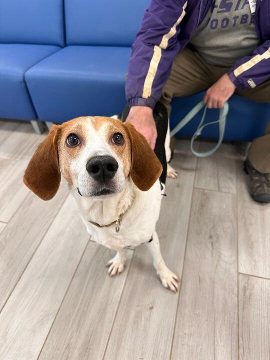 Dog for adoption - Harry, an American Foxhound in Maidens, VA | Petfinder