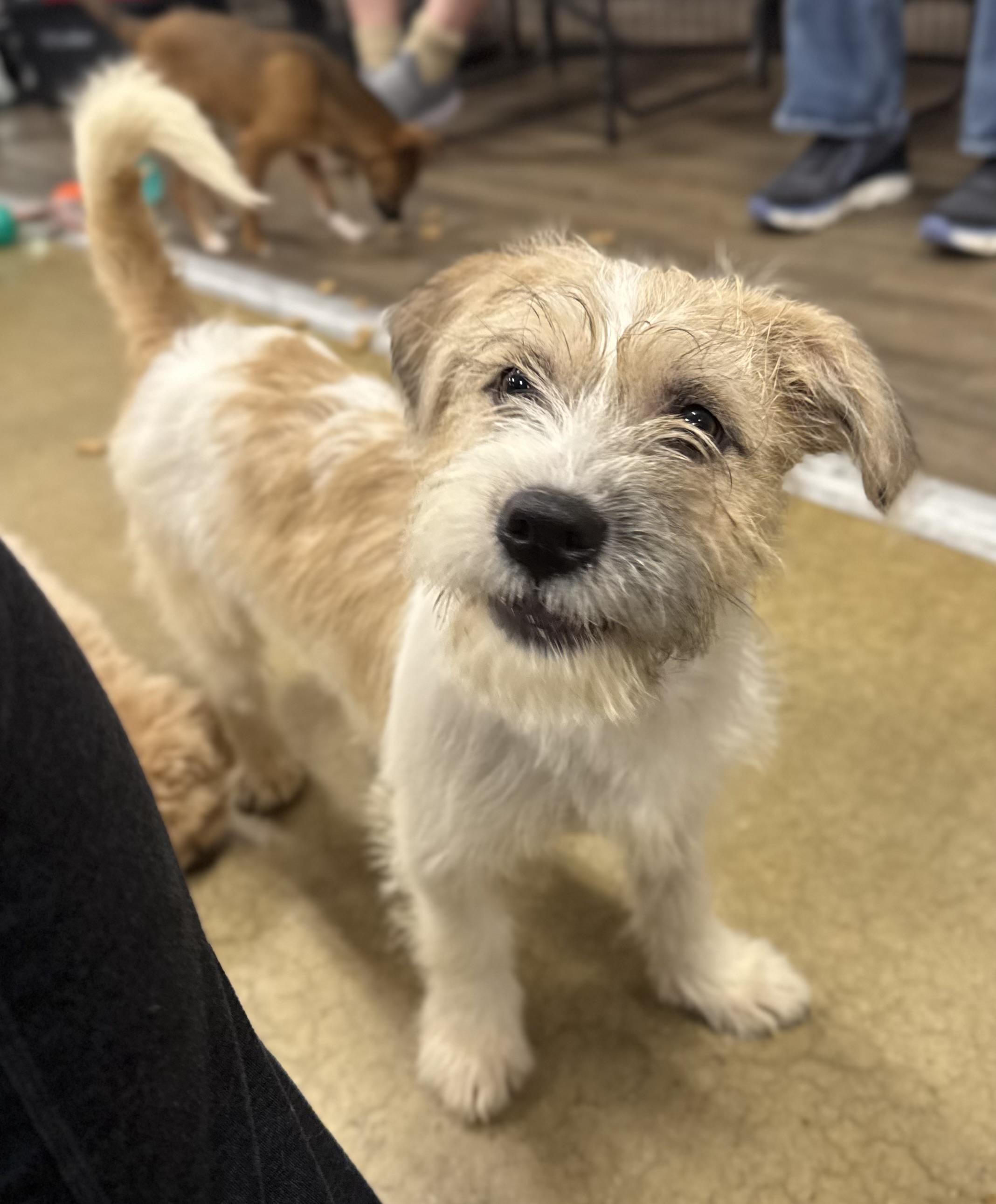 Betty - Adoptable Pet | Petfinder | Petfinder