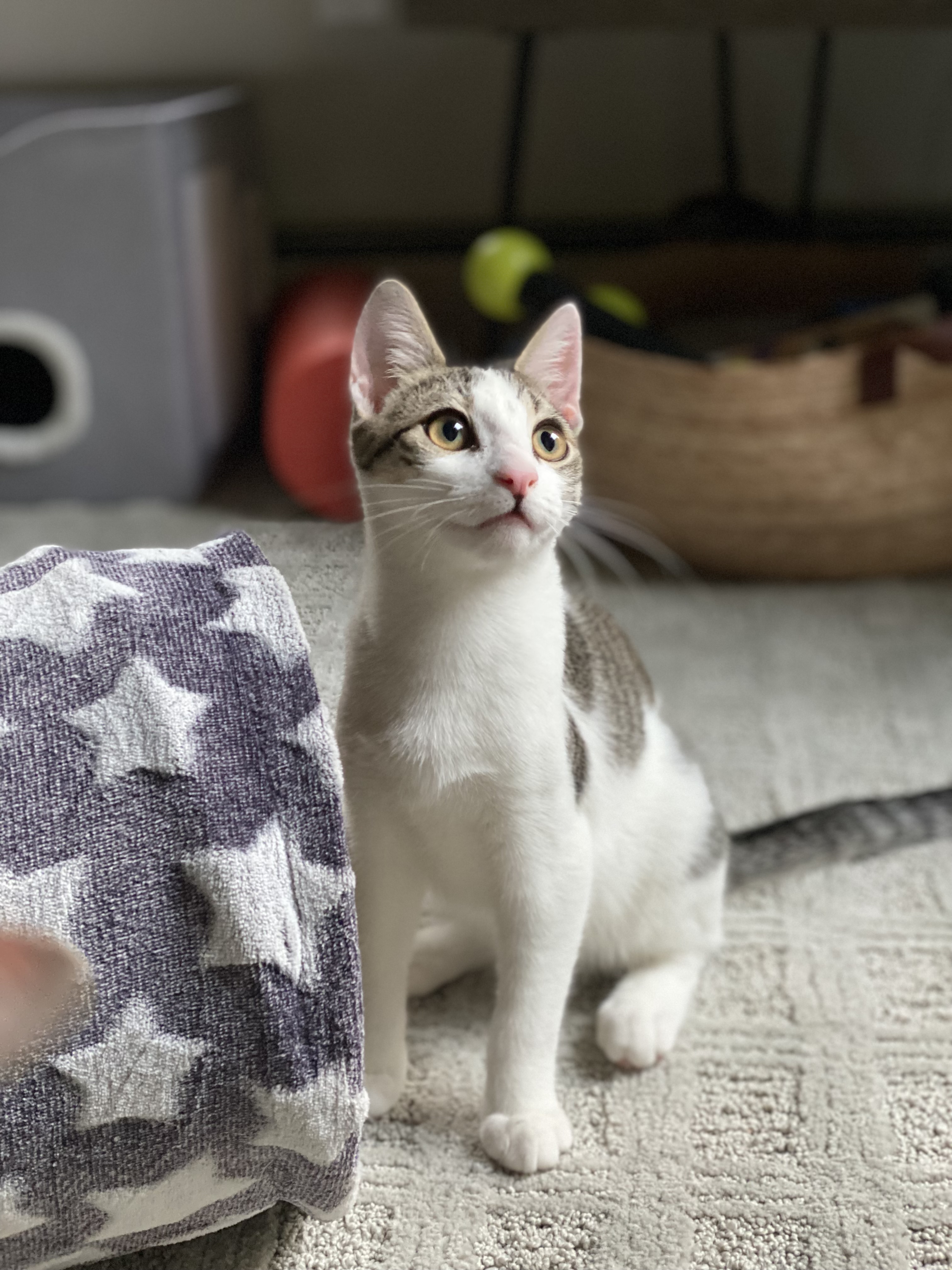 Cat for adoption - Triska and Thora, a Domestic Short Hair in Stamford ...