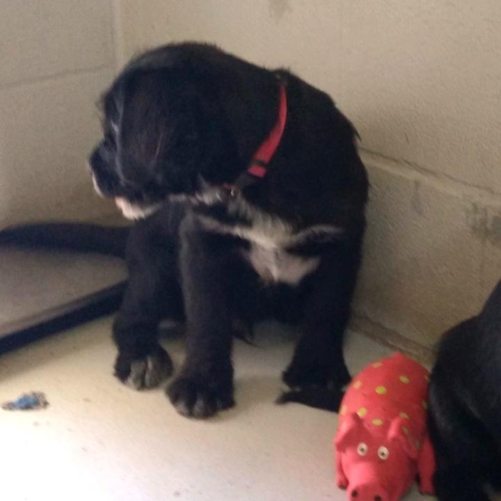 Dog for adoption - Red, an Australian Cattle Dog / Blue Heeler & Poodle ...