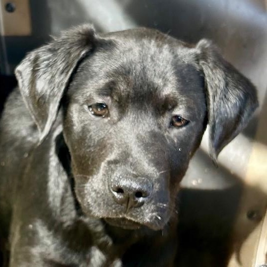 Dog for adoption - Buttons, a Black Labrador Retriever Mix in ...