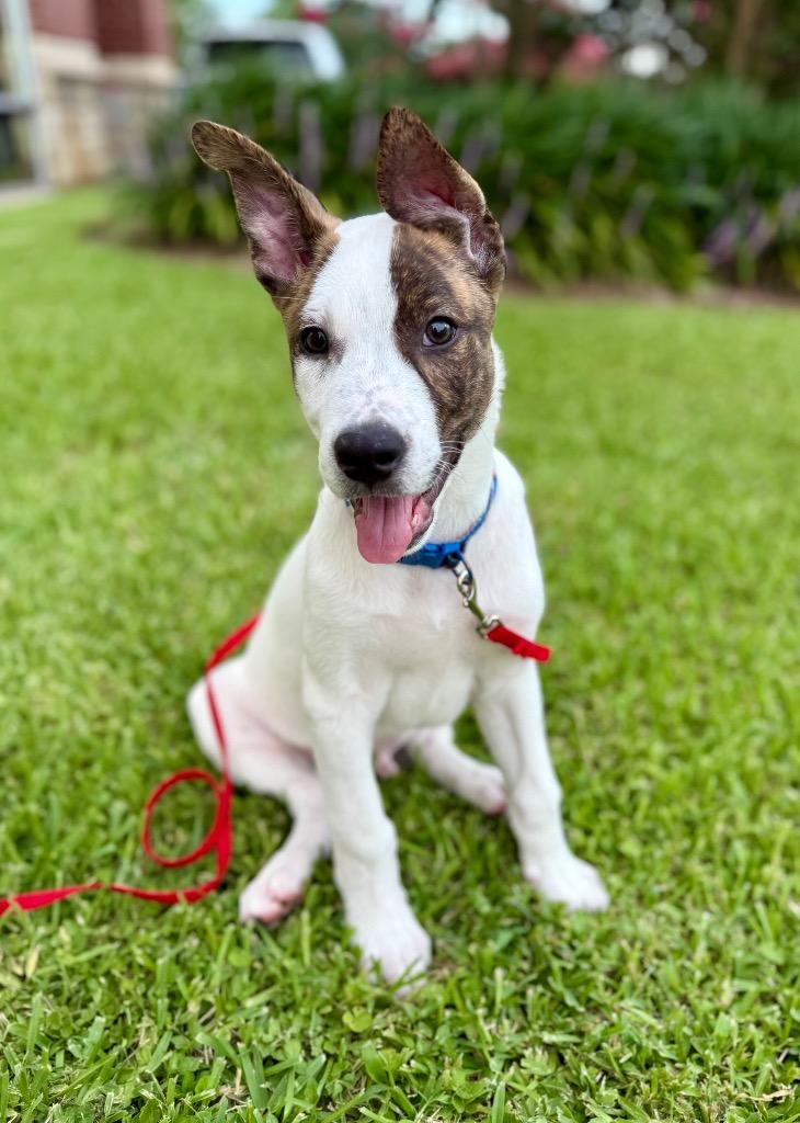 Dog for adoption - Wallen, a Labrador Retriever & Husky Mix in Salem ...