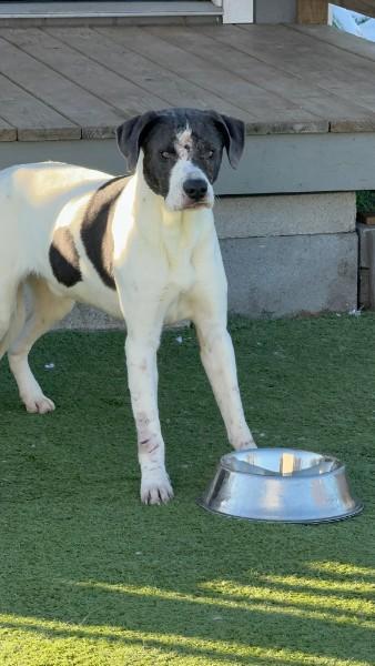 Dog for adoption - Moe, a Labrador Retriever Mix in Columbus, OH ...