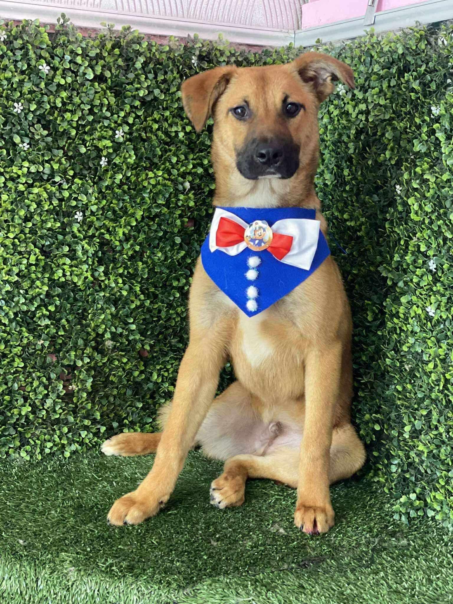 Dog for adoption - Lilo, a Mixed Breed in Puyallup, WA | Petfinder