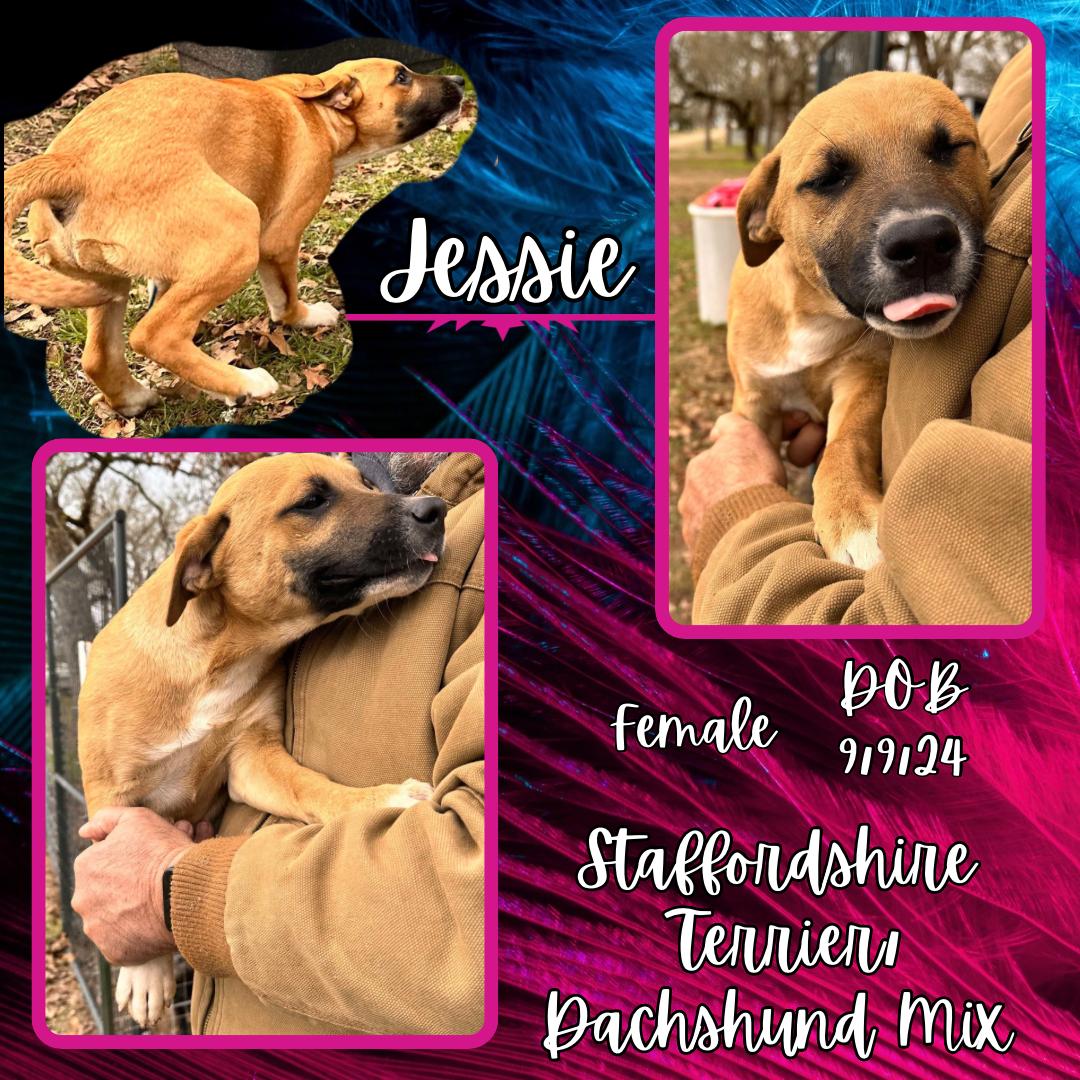 Dog for adoption - Jessie, an American Staffordshire Terrier & Dachshund Mix in Hudson, OH ...