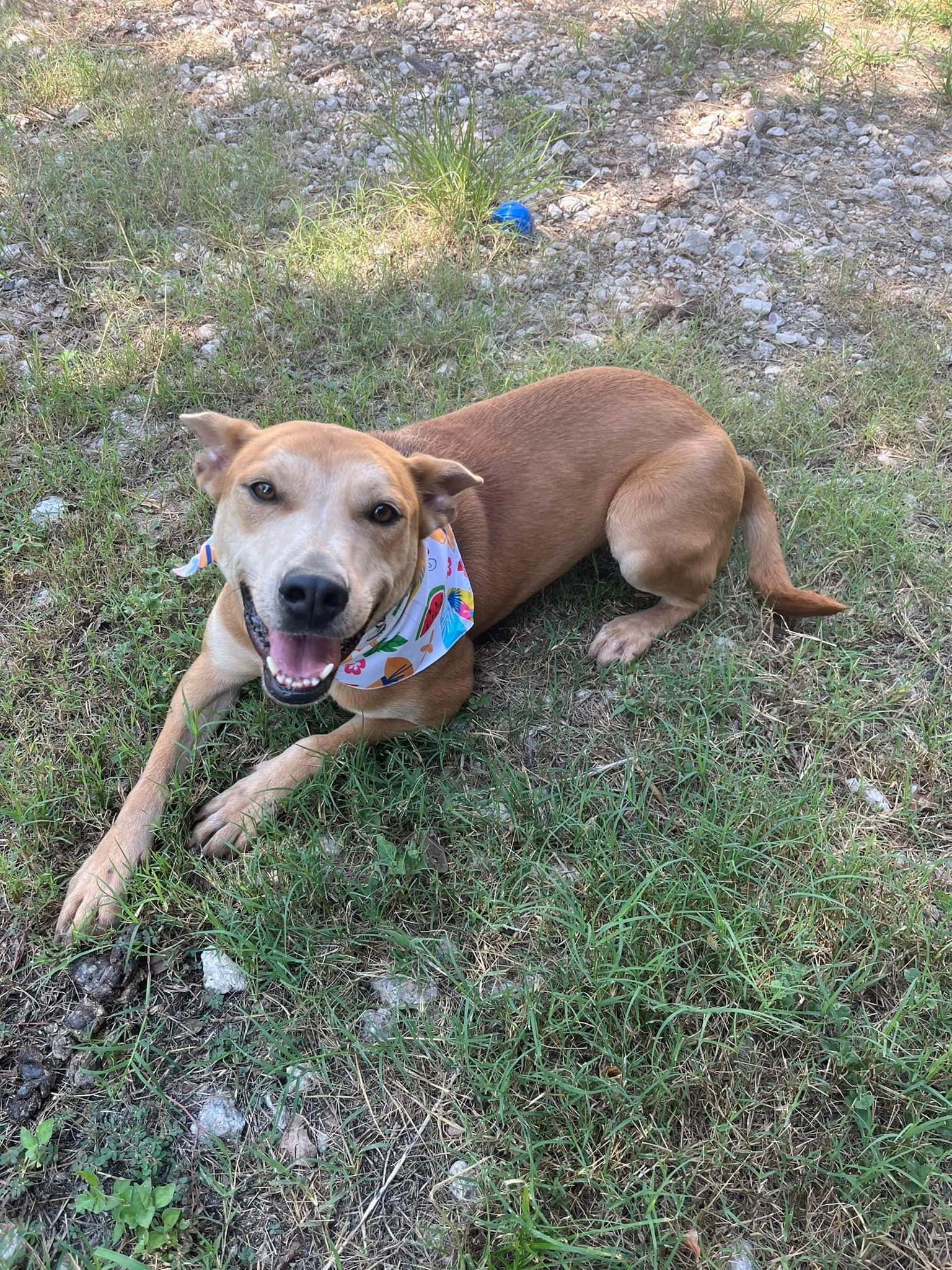 Dog for adoption - Sierra, a Carolina Dog Mix in Seattle, WA | Petfinder