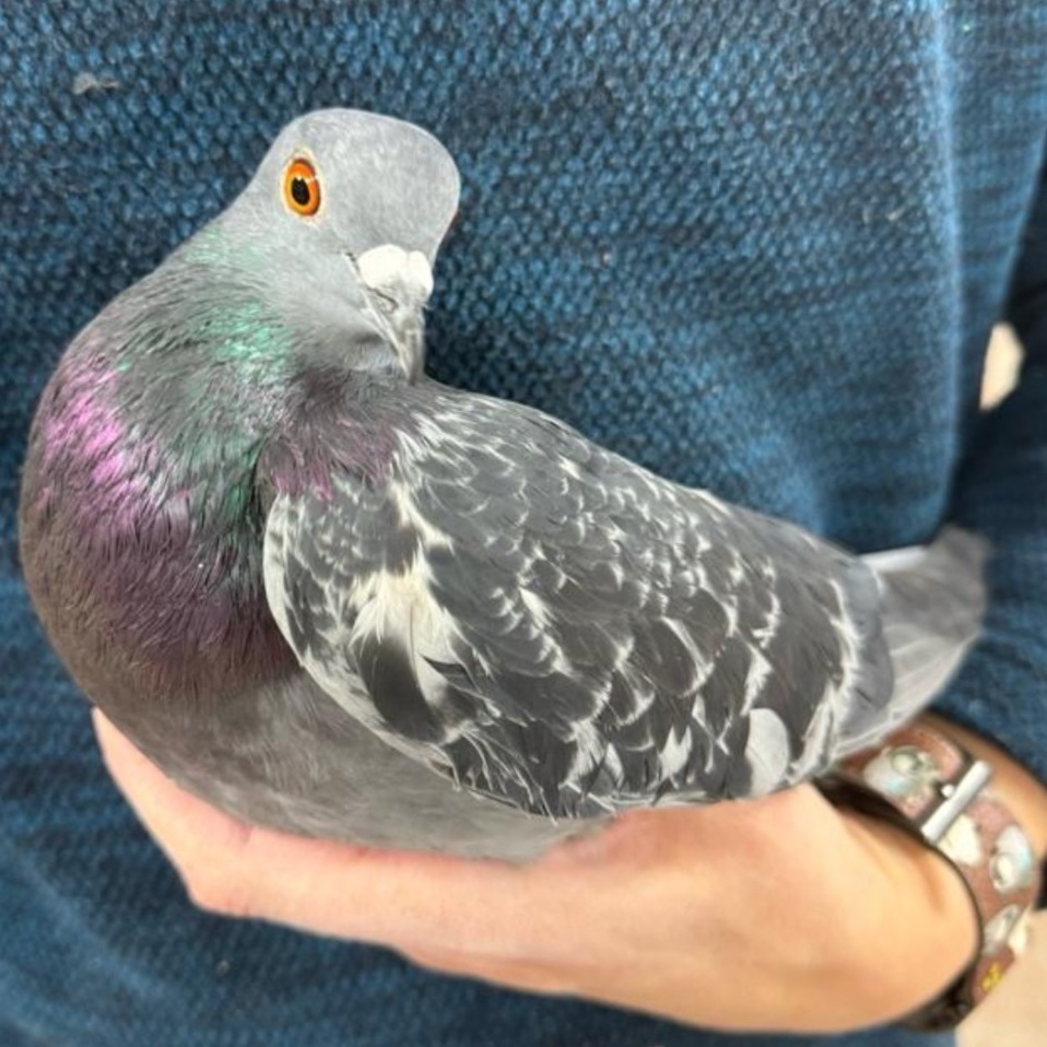 Dove for adoption - Haku, a Pigeon in Chicago, IL | Petfinder