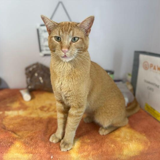 Cat for adoption - Scully, a Domestic Short Hair in Driggs, ID | Petfinder