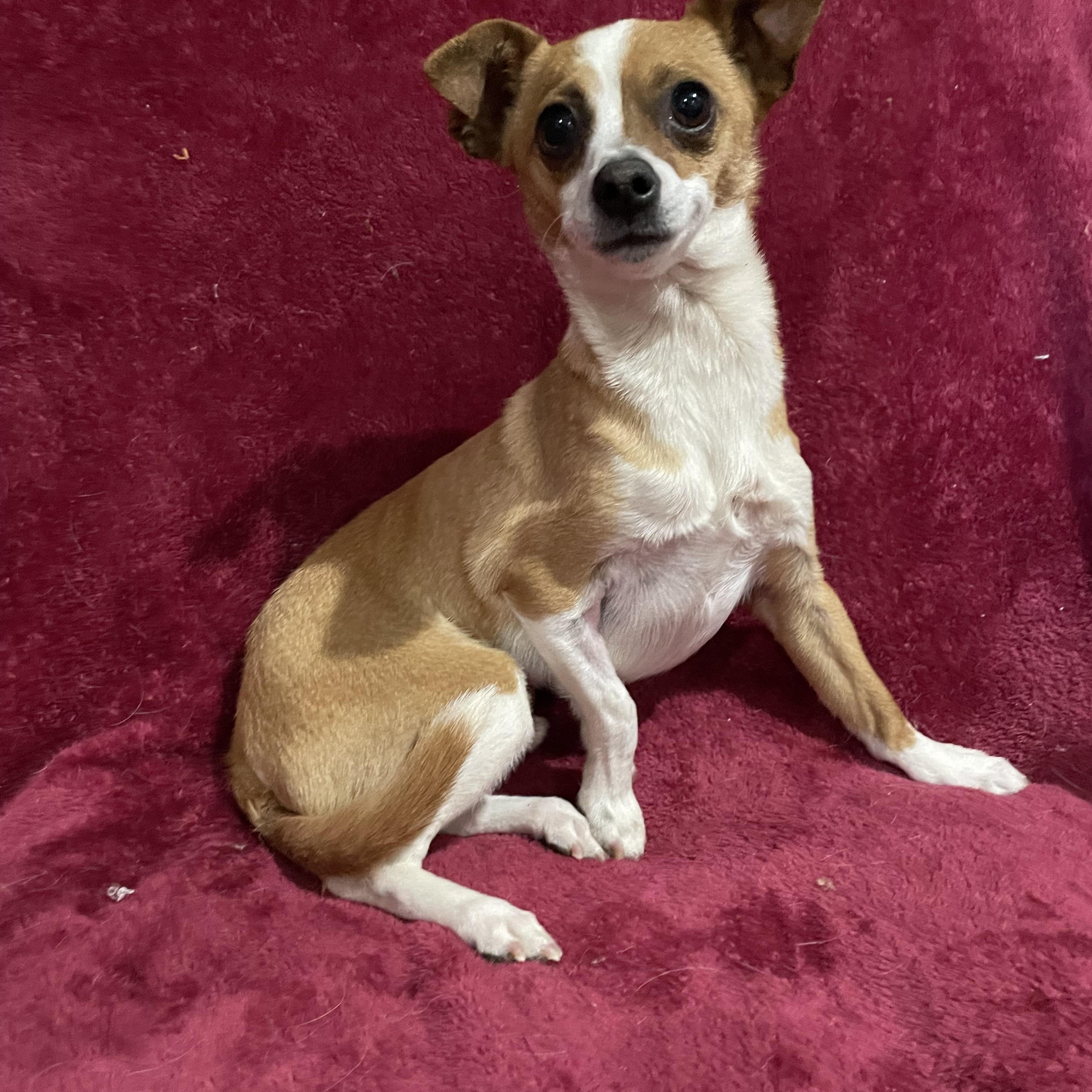 Dog for adoption - Bosley, a Chihuahua in Phoenix, AZ | Petfinder