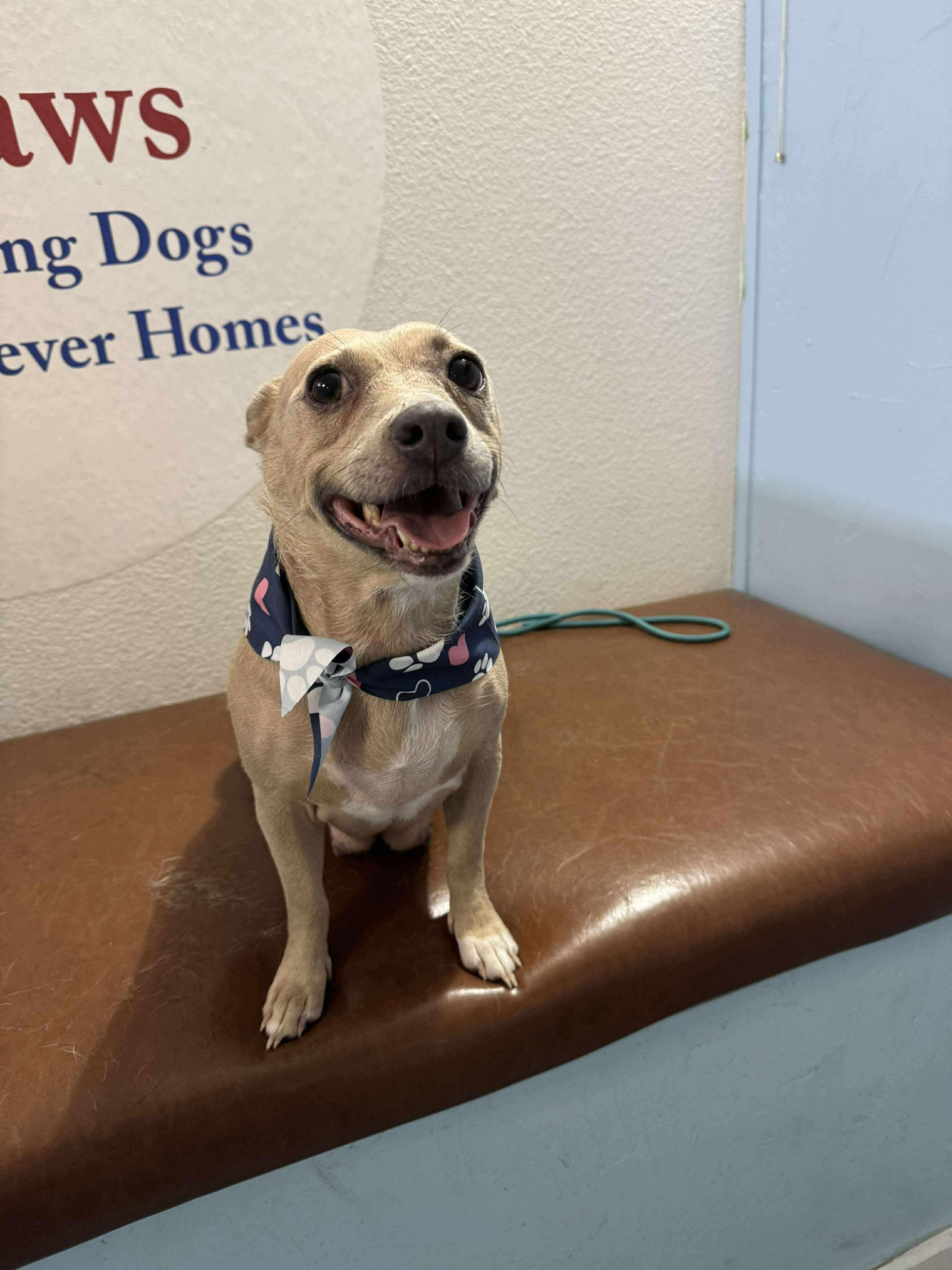 Dog for adoption - Snookie, a Corgi Mix in Las Vegas, NV | Petfinder