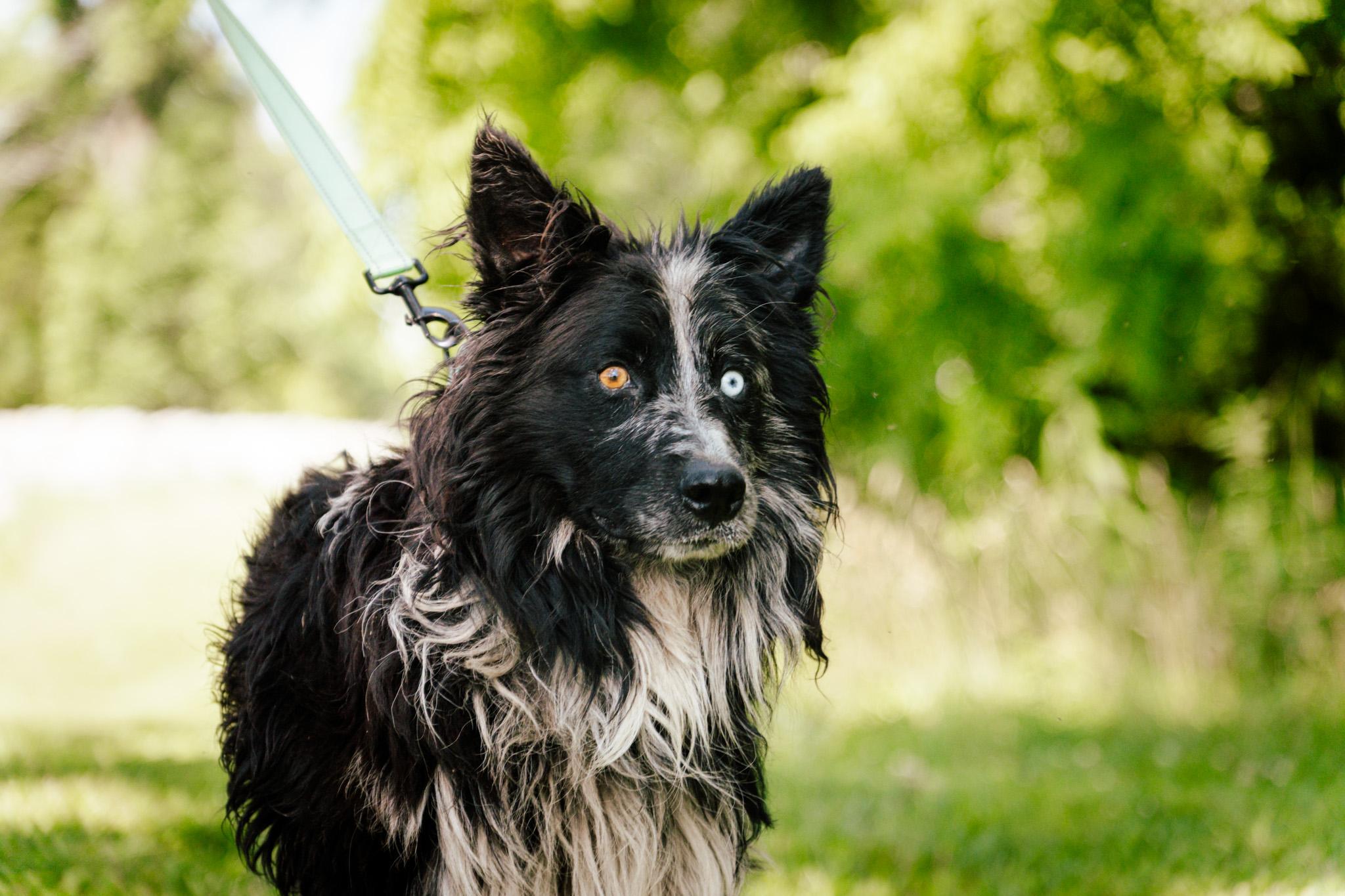Dog for adoption - Grayson - Transport, an Australian Shepherd Mix in ...