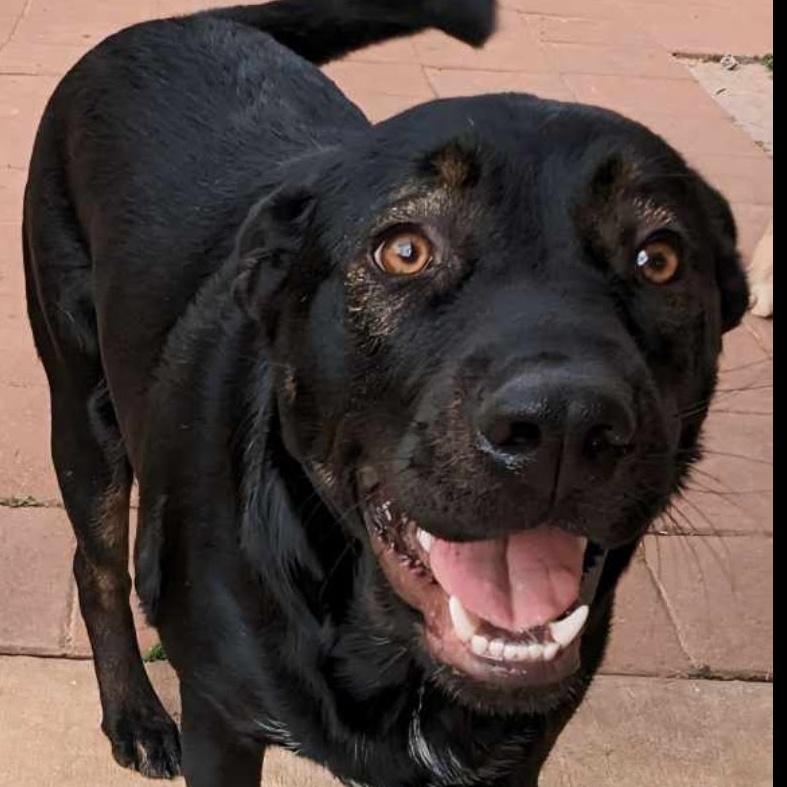 Dog for adoption - Benny, a Labrador Retriever & Rottweiler Mix in ...