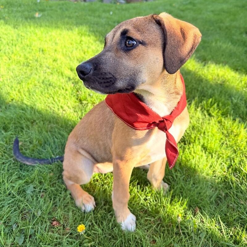 Dog for adoption - Pexton Perfect Puppy, a Labrador Retriever & Black ...
