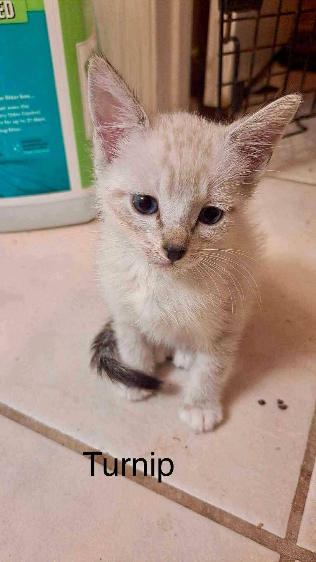 Cat for adoption - Turnip, a Siamese in Mabank, TX | Petfinder