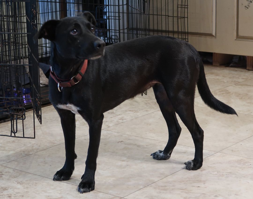 Dog for adoption - Shane ~ Only Just Begun. Laid Back!, a Labrador ...