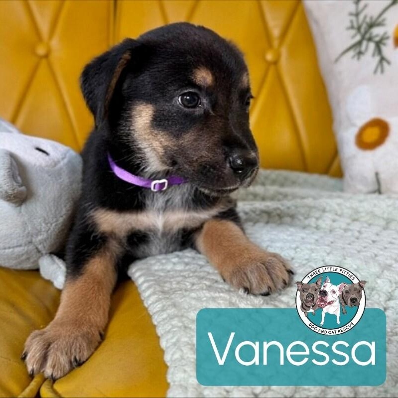 Dog for adoption - Vanessa Pagel, a German Shepherd Dog & Labrador ...