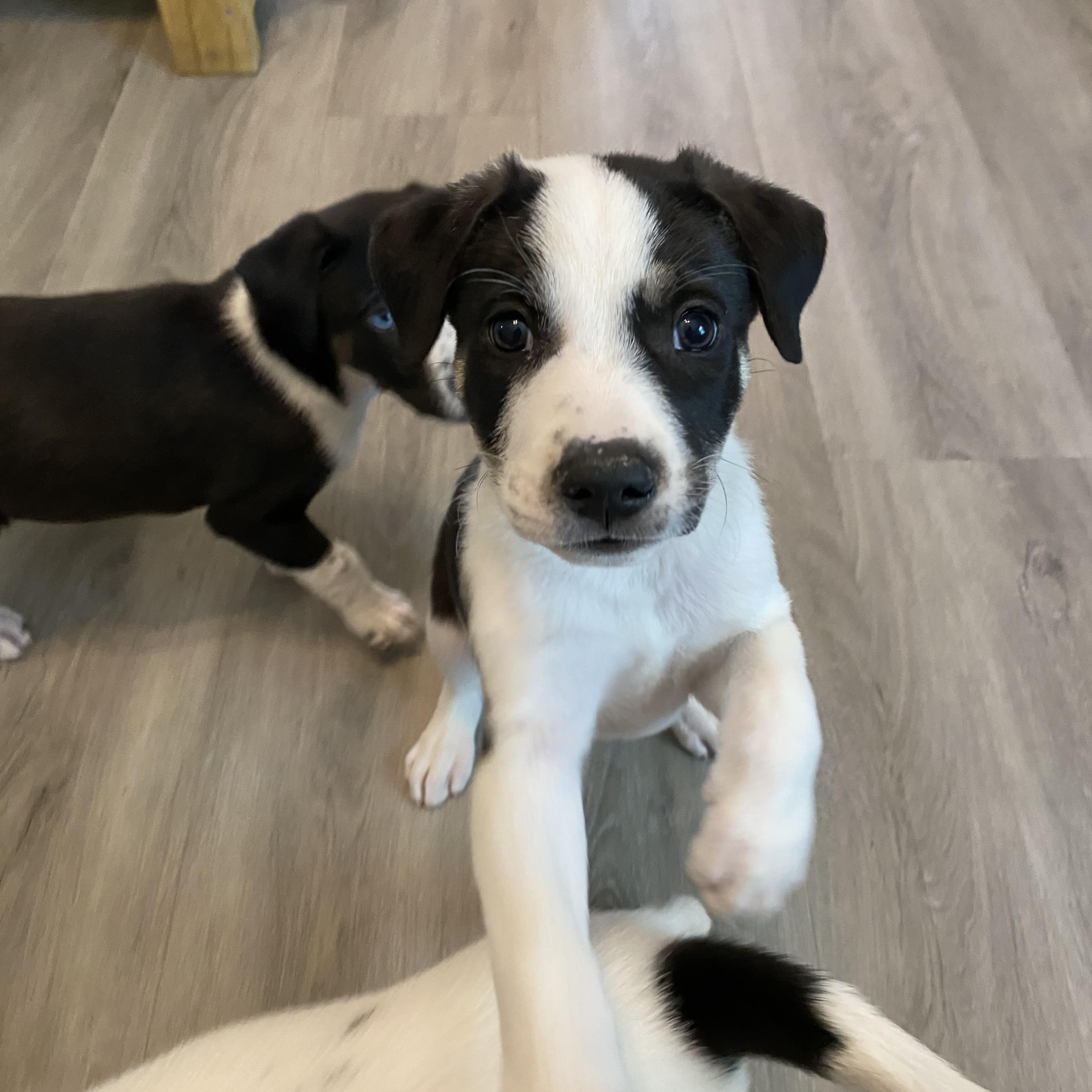 Dog for adoption - Caleb, an Australian Cattle Dog / Blue Heeler ...