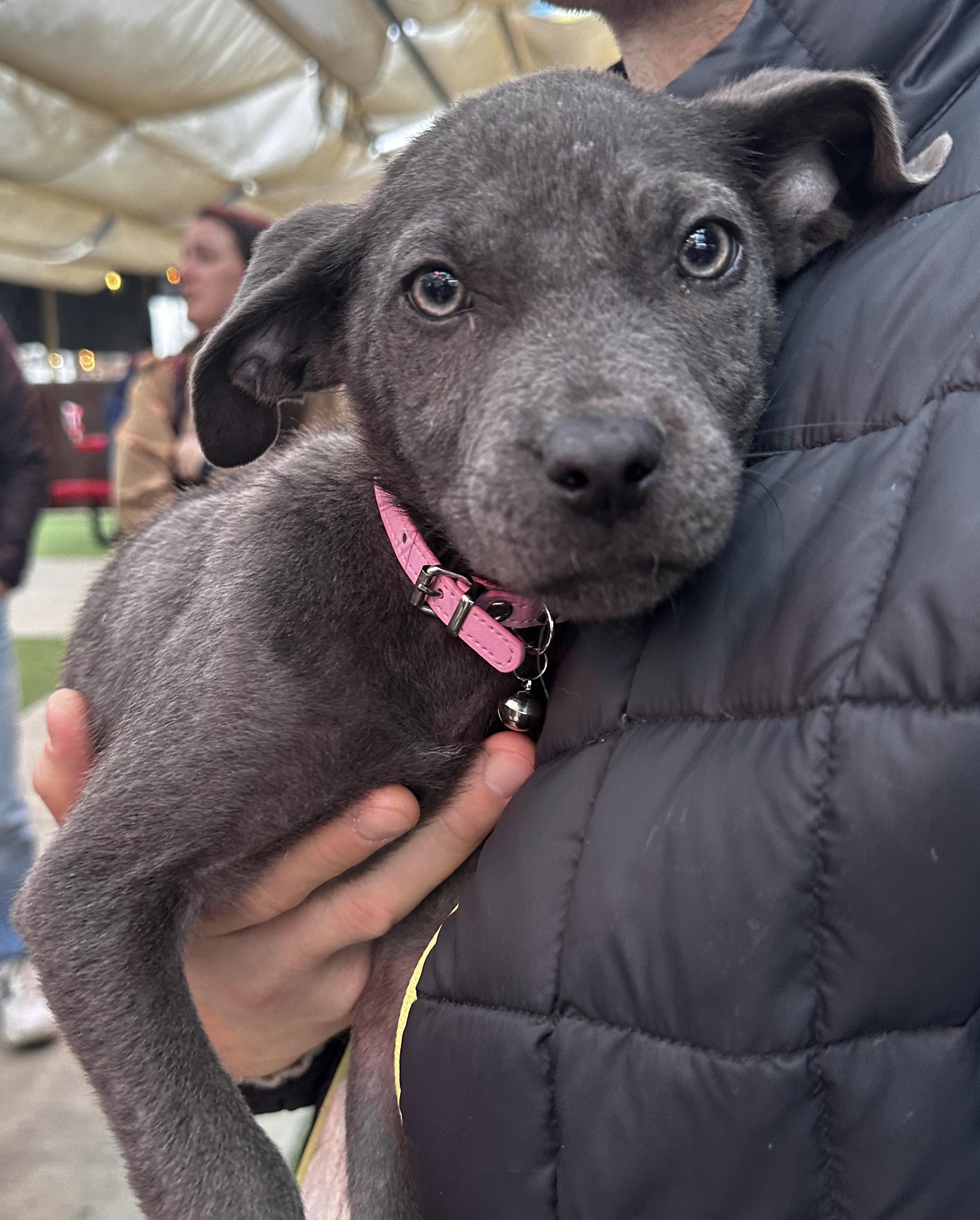 Dog for adoption - Cindy Lou, a Mixed Breed in Maple Shade, NJ | Petfinder