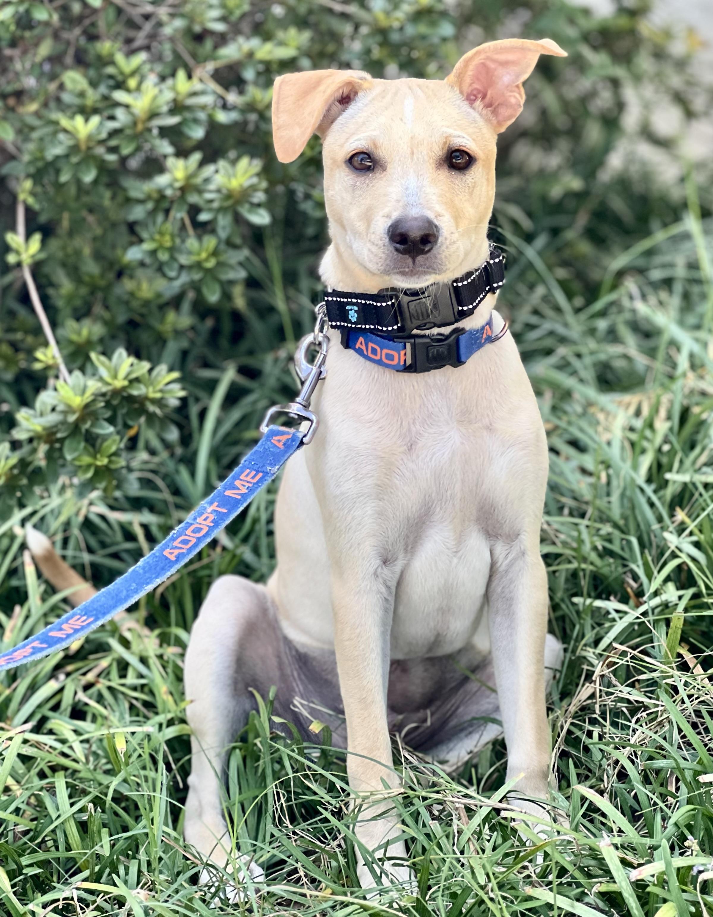 Reef - Adoptable Pet | Petfinder | Petfinder
