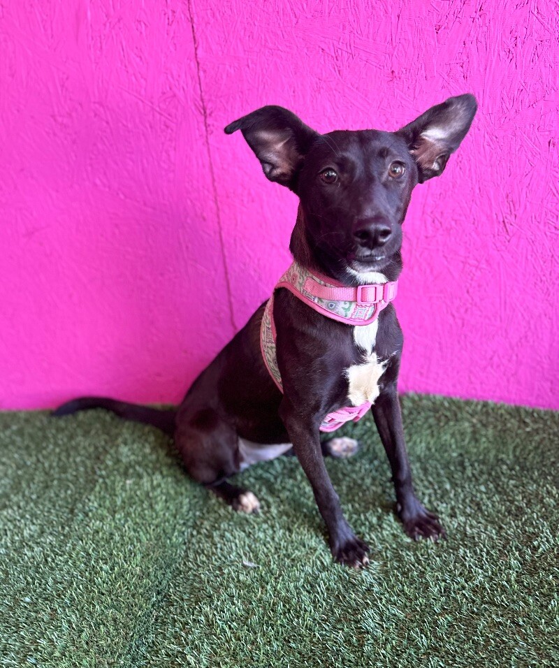 Dog for adoption - Coffee, a Shepherd Mix in Tustin, CA | Petfinder