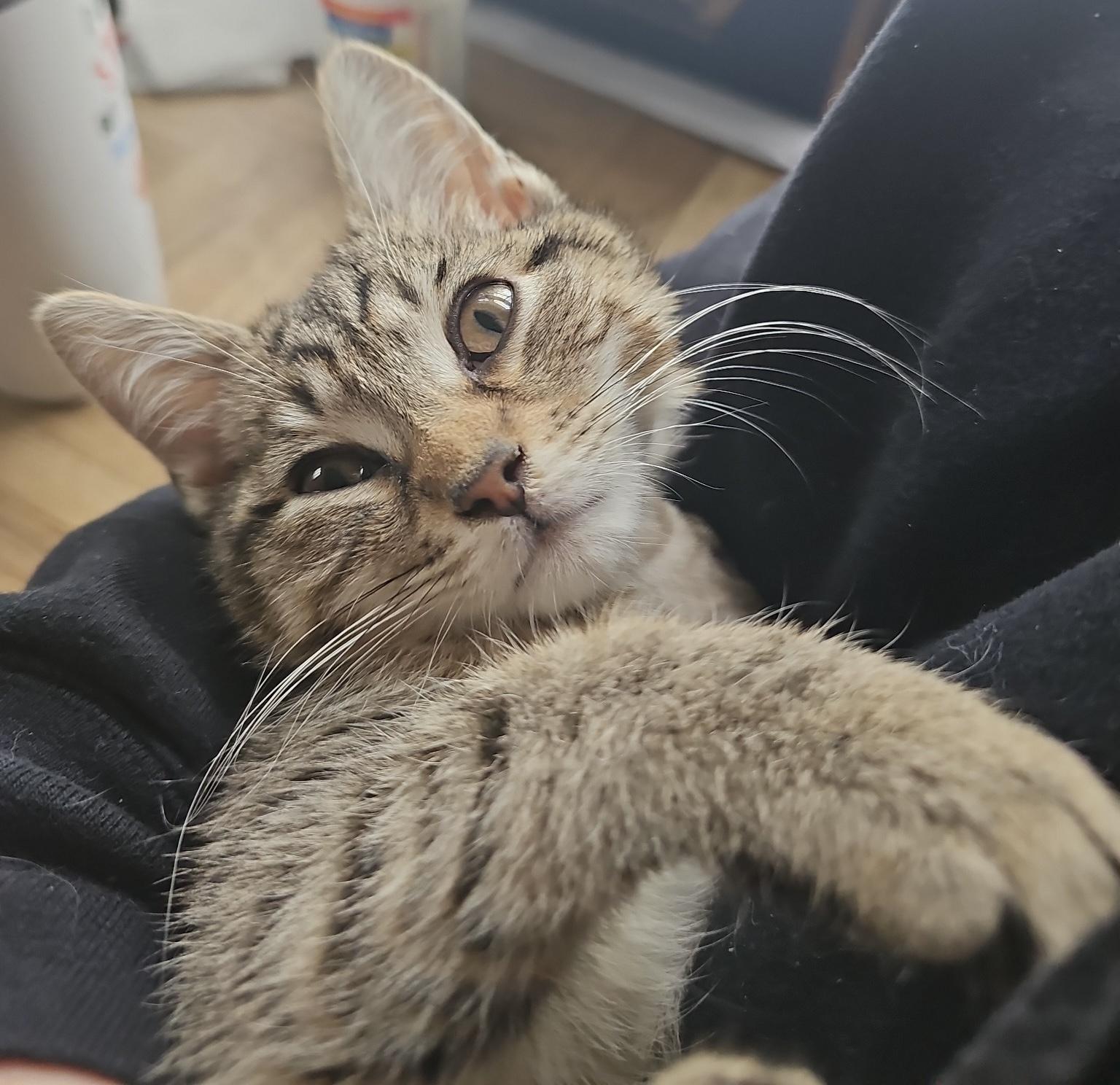 Cat for adoption - Buddy, a Domestic Short Hair in Paramus, NJ | Petfinder