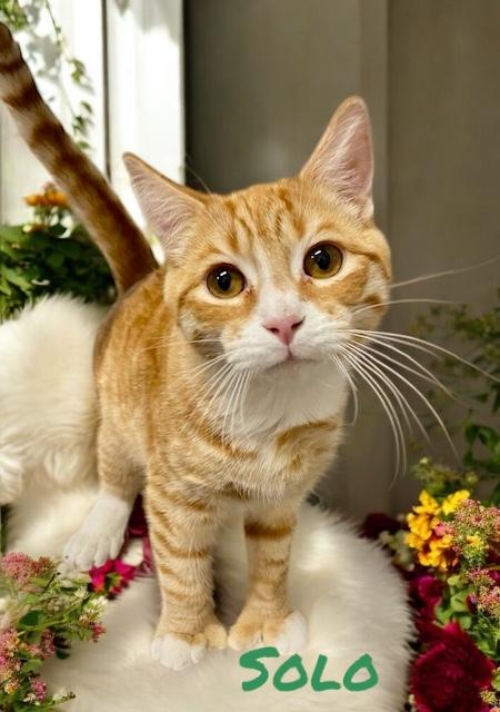 Cat for adoption - Solo, an Extra-Toes Cat / Hemingway Polydactyl ...