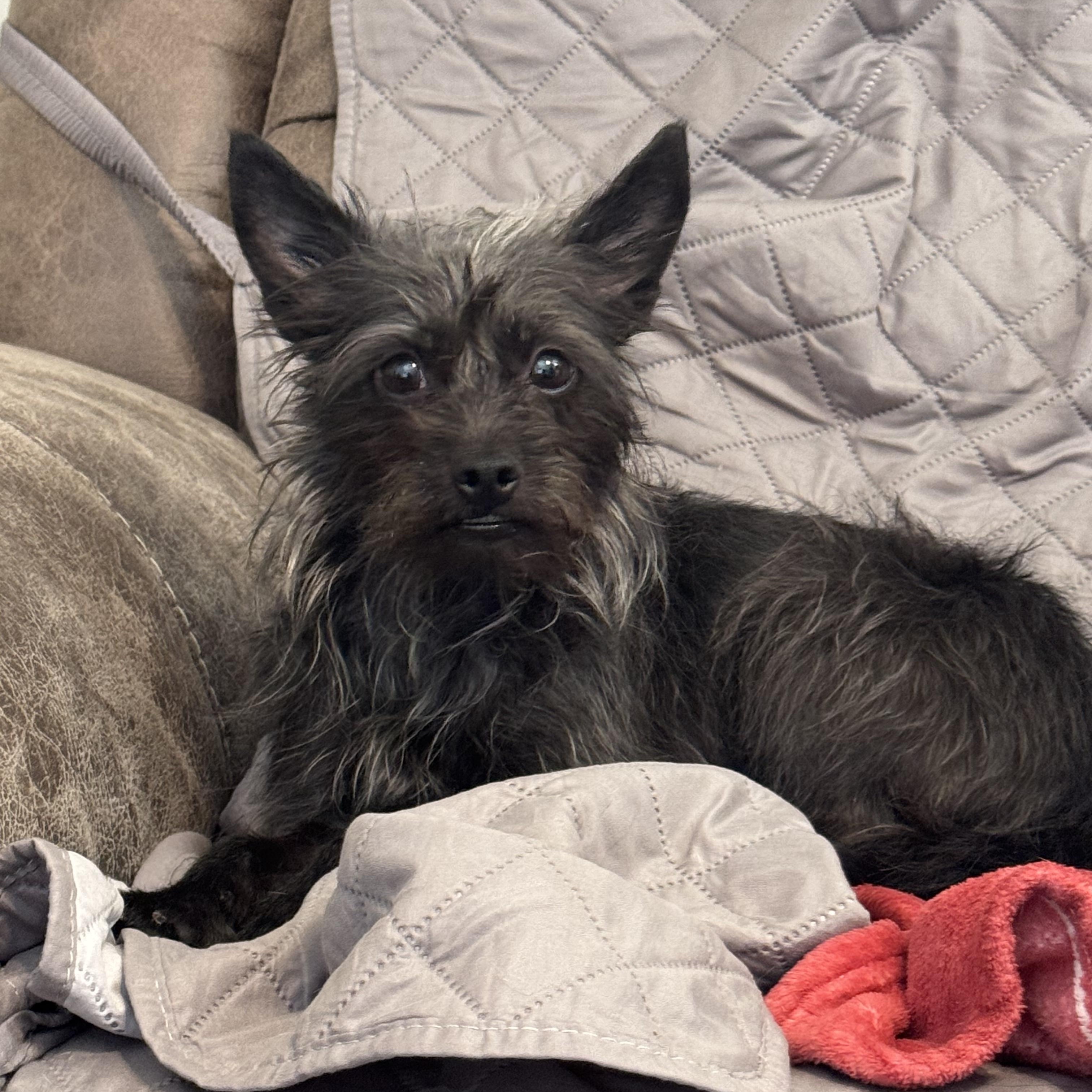 Dog for adoption - Patsy, a Terrier Mix in Henderson, NV | Petfinder