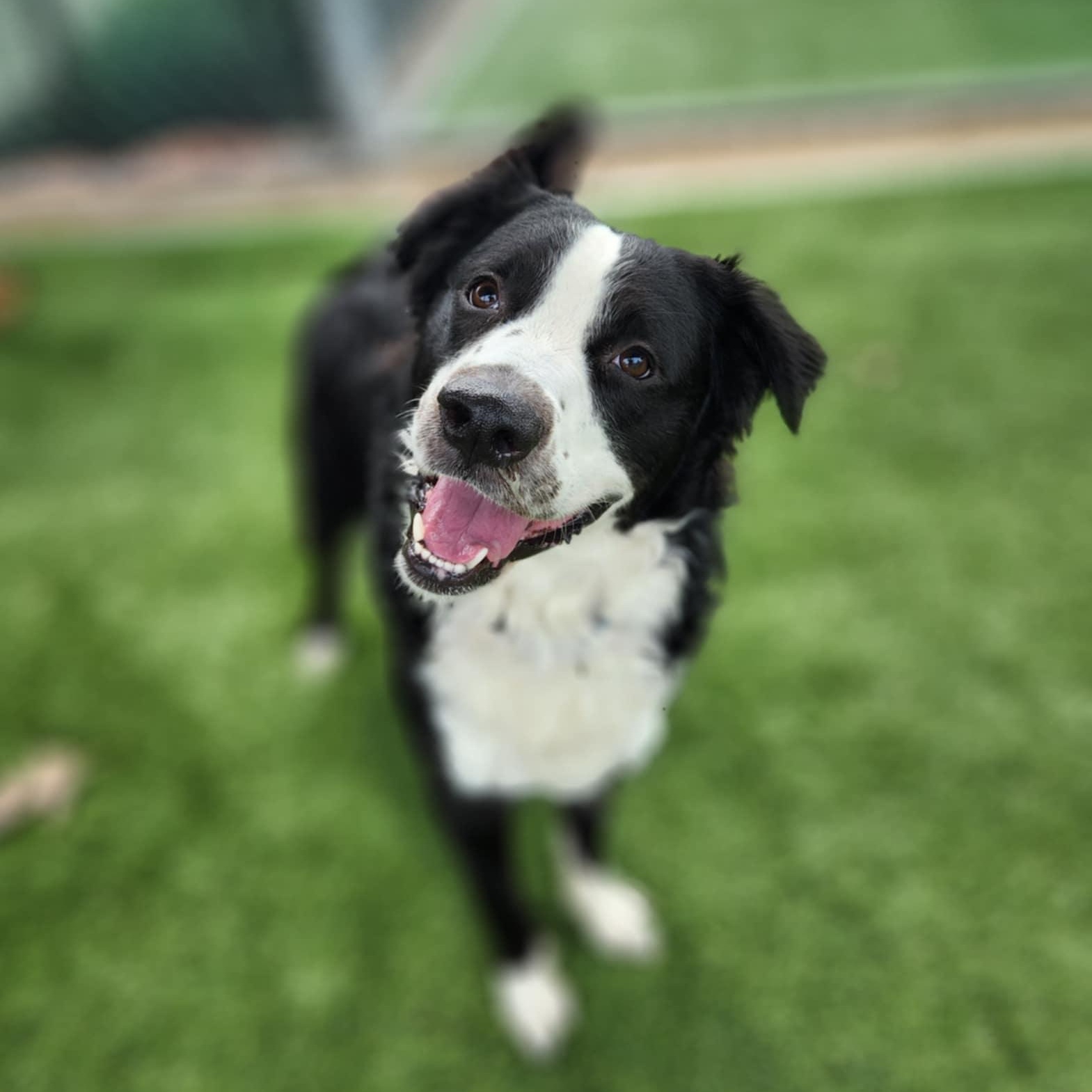 Dog for adoption - Ghost (aka Clay), a Border Collie & Bernese Mountain ...