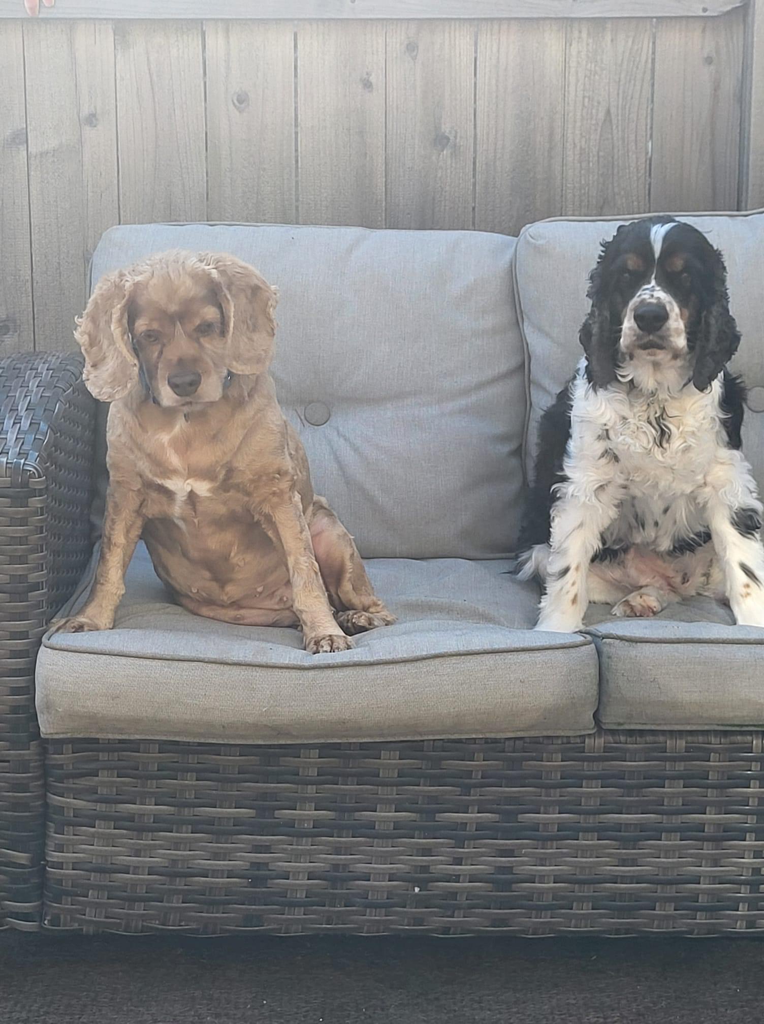 Dog for adoption - Thelma & Louise (BONDED PAIR), a Cocker Spaniel in ...