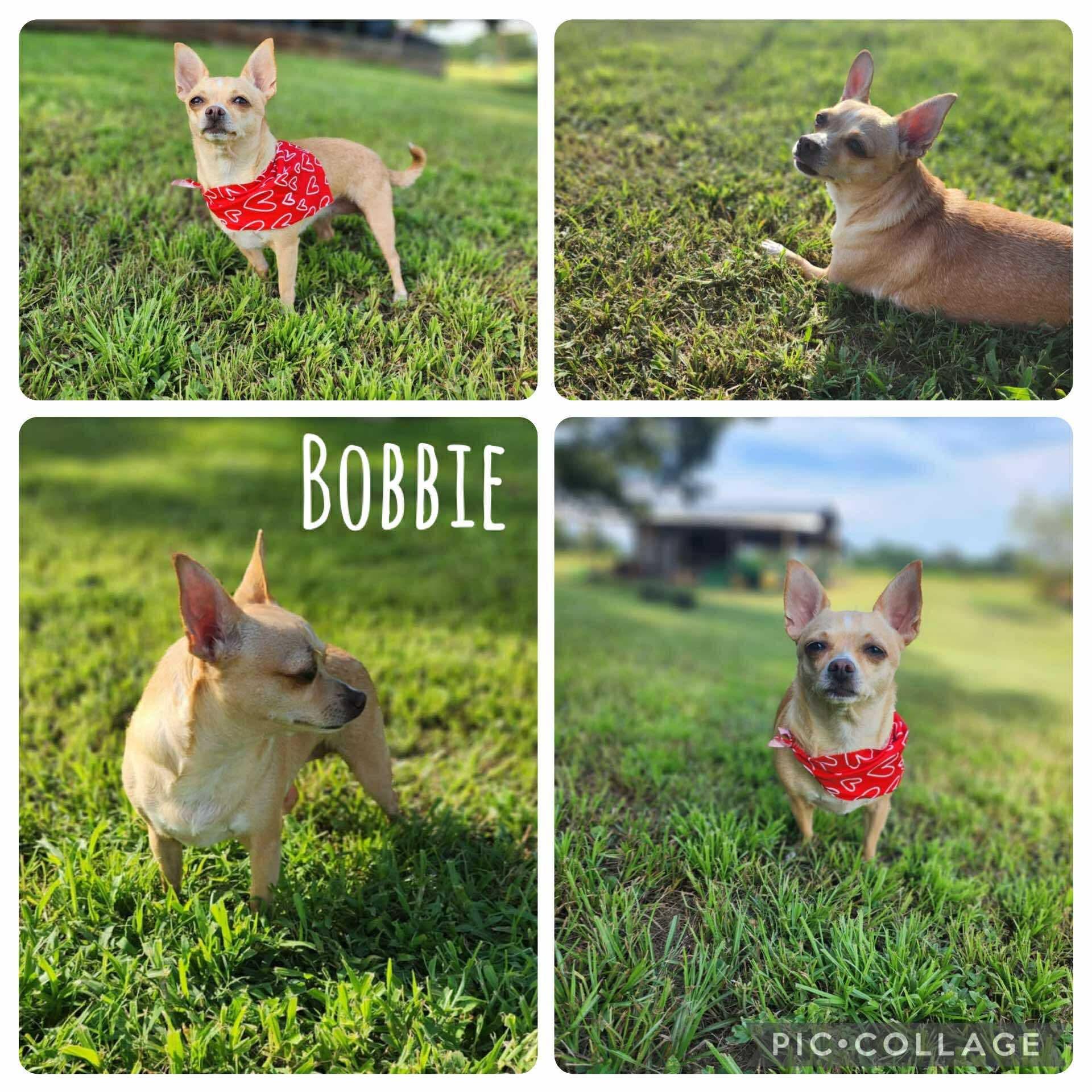 Dog for adoption - Bobbie, a Chihuahua Mix in Enterprise, AL | Petfinder