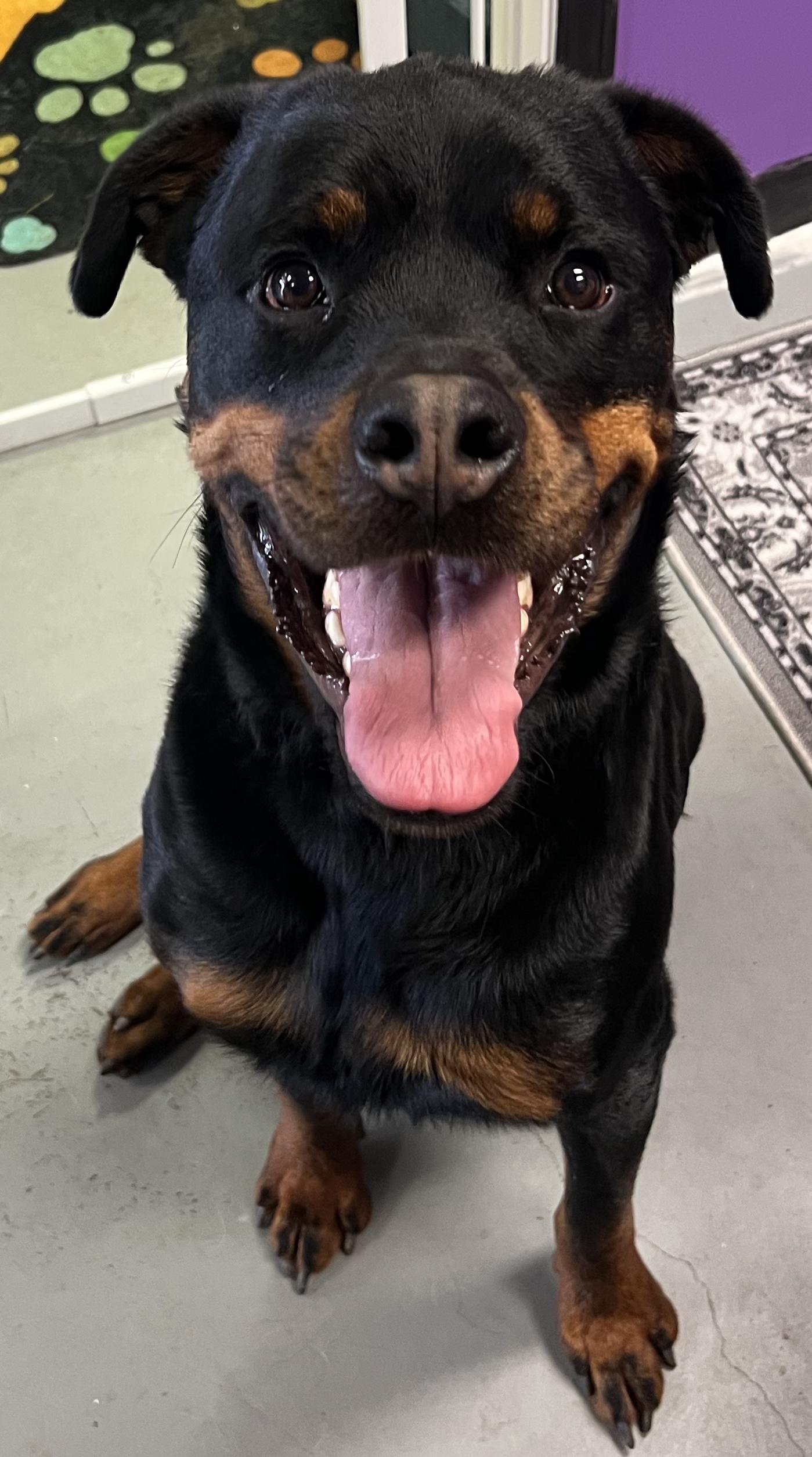 Dog for adoption - Bear, a Rottweiler in Philadelphia, PA | Petfinder