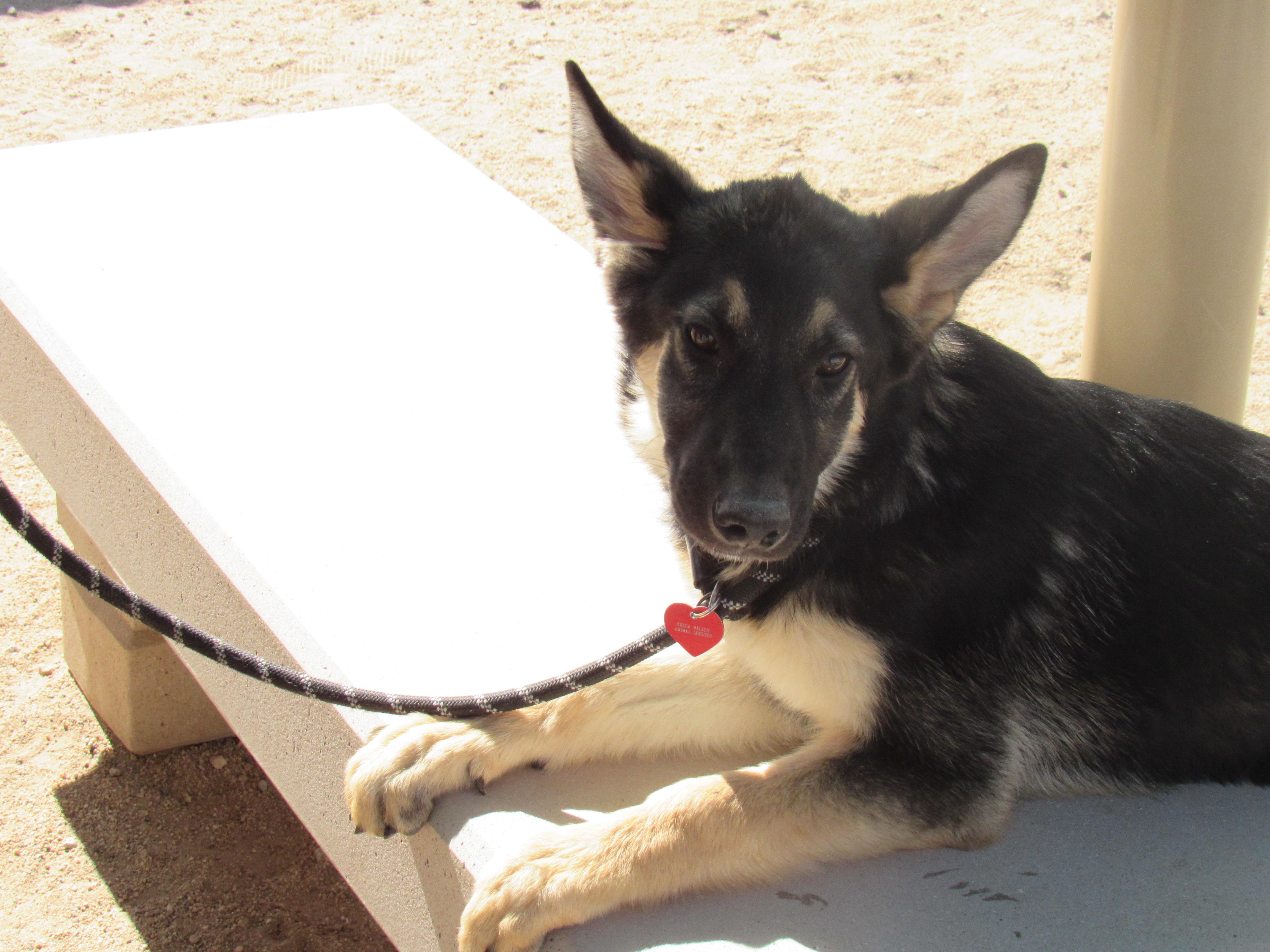 Dog for adoption - Ali, a German Shepherd Dog Mix in Yucca Valley, CA ...