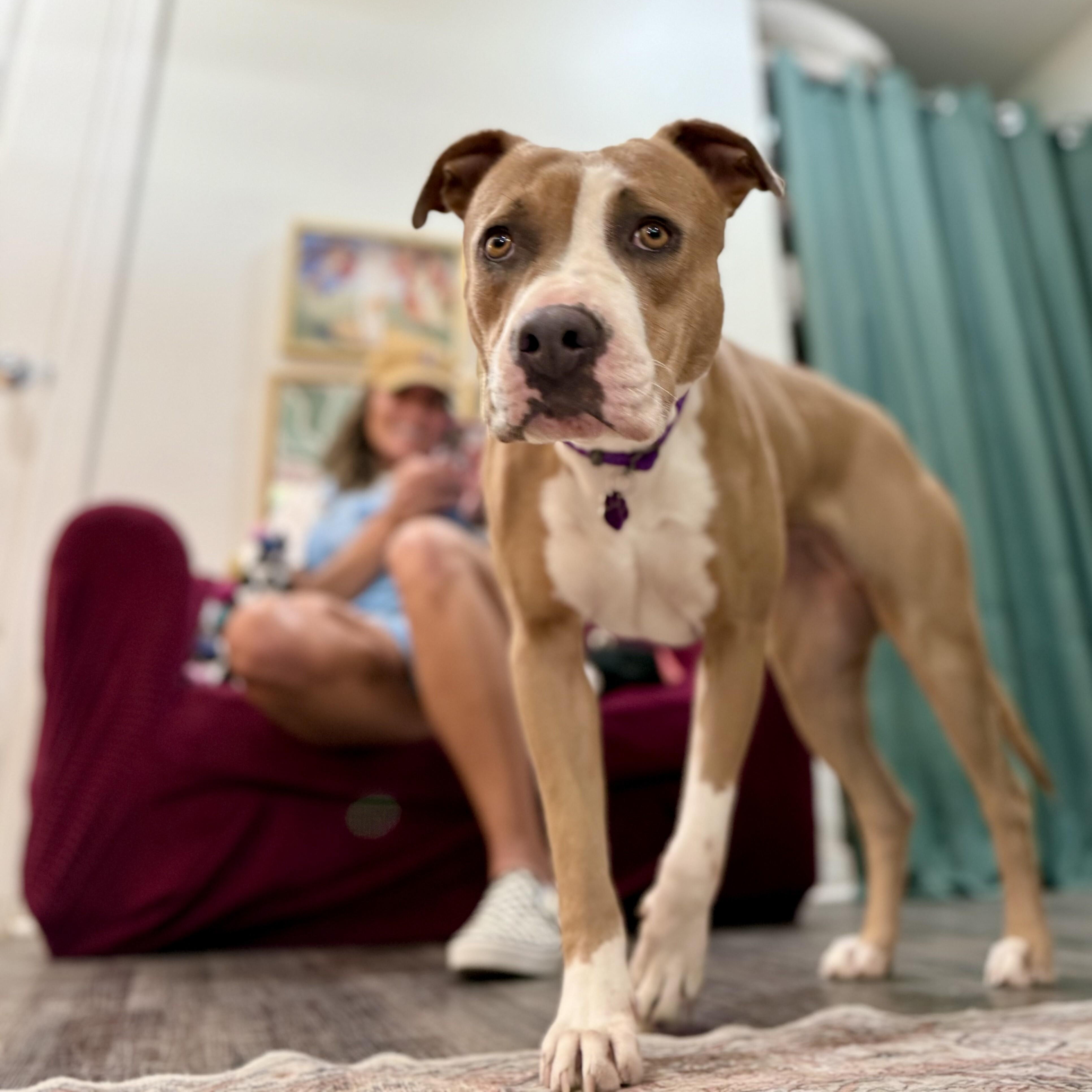 Dog for adoption - Kay Kisses believes every kiss begins with Kay, a ...