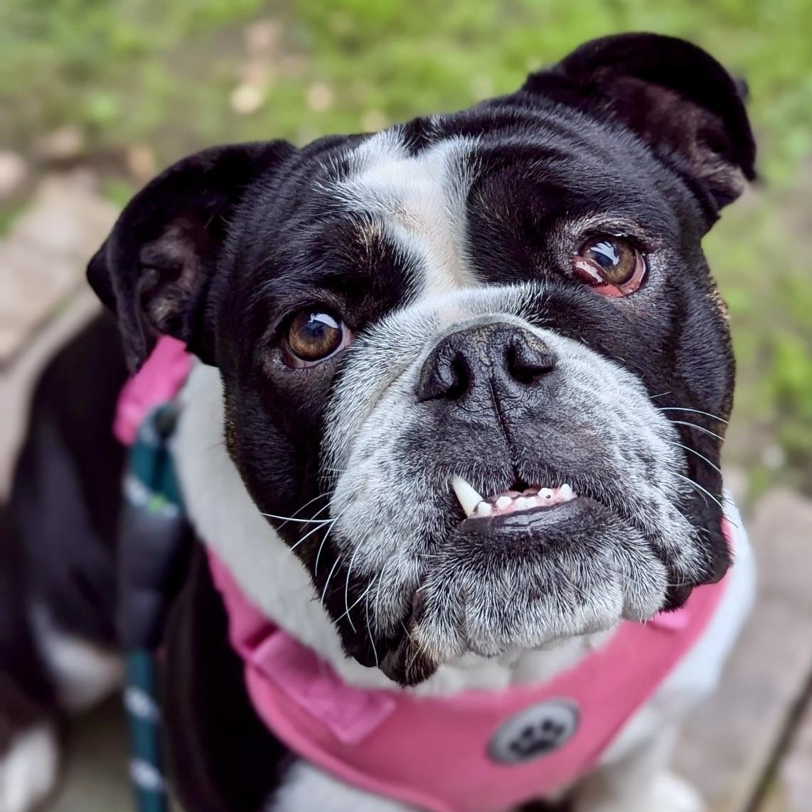 Dog for adoption - Cora, a Bulldog in Cheektowaga, NY | Petfinder