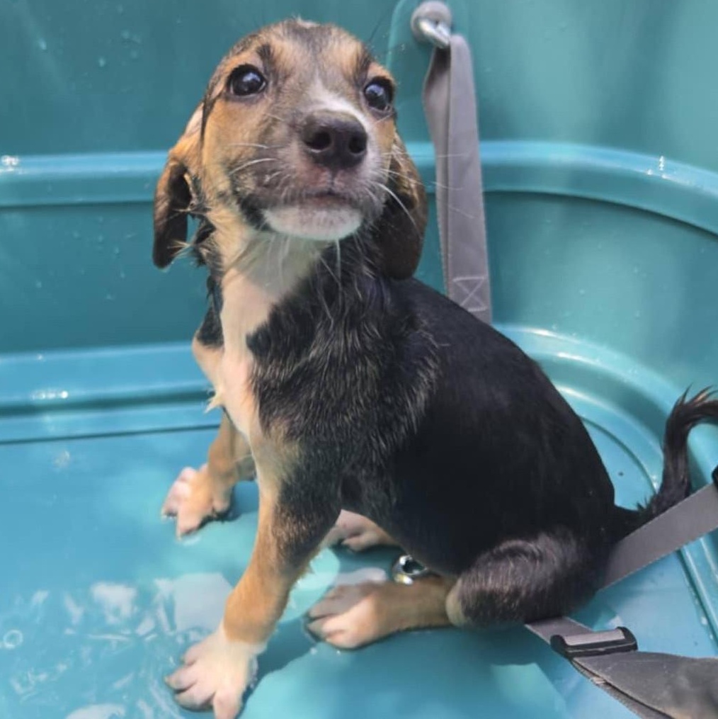 Dog for adoption - Poppy, a German Shepherd Dog & Labrador Retriever ...