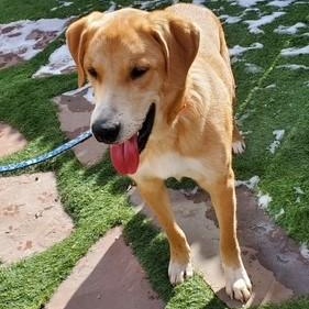 Dog for adoption - Graham, a Golden Retriever & Labrador Retriever Mix in Evergreen, CO | Petfinder