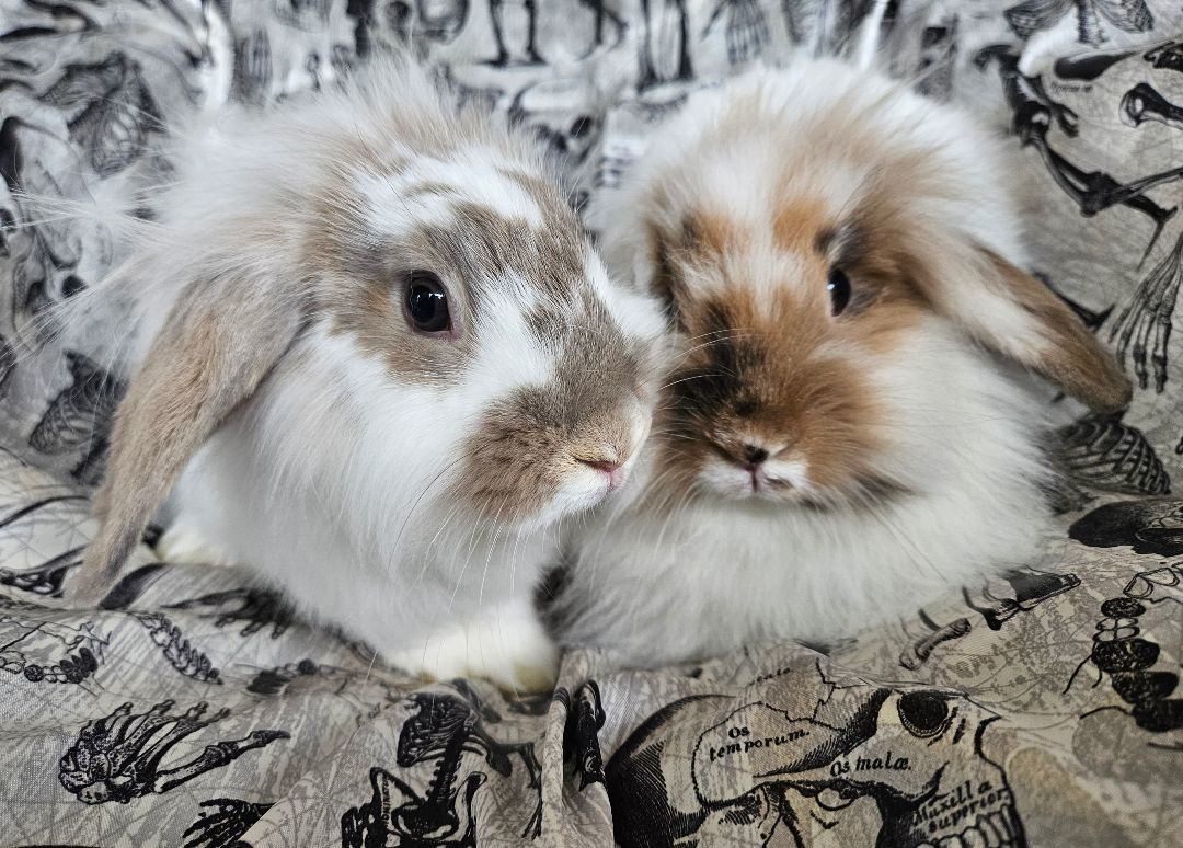 Rabbit for adoption - Theodora & Wendy's Spicy Chicken Nugget, a ...