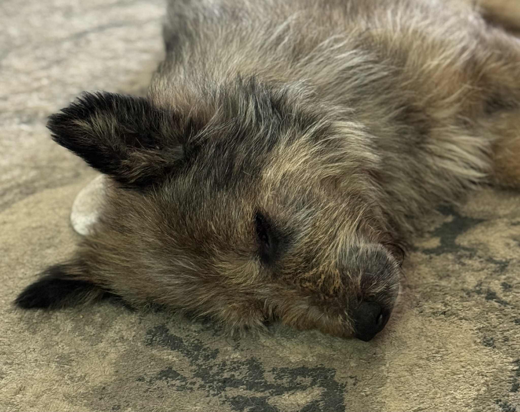 Available for Adoption - New Hope Dog Rescue