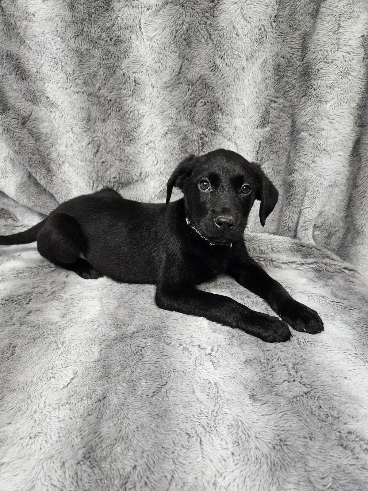 Dog for adoption - Lil Lottie, a Labrador Retriever & Catahoula Leopard ...