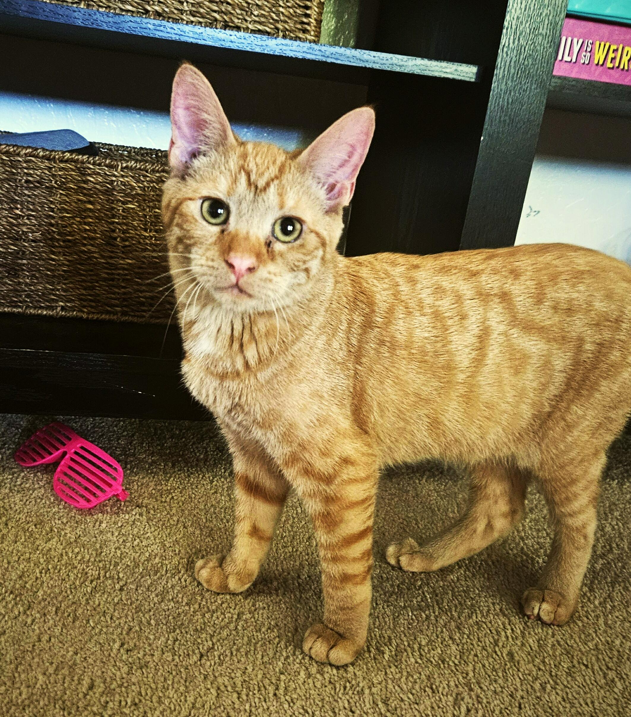 Cat for adoption - Mr. Ginger, a Domestic Short Hair in Fresno, CA | Petfinder