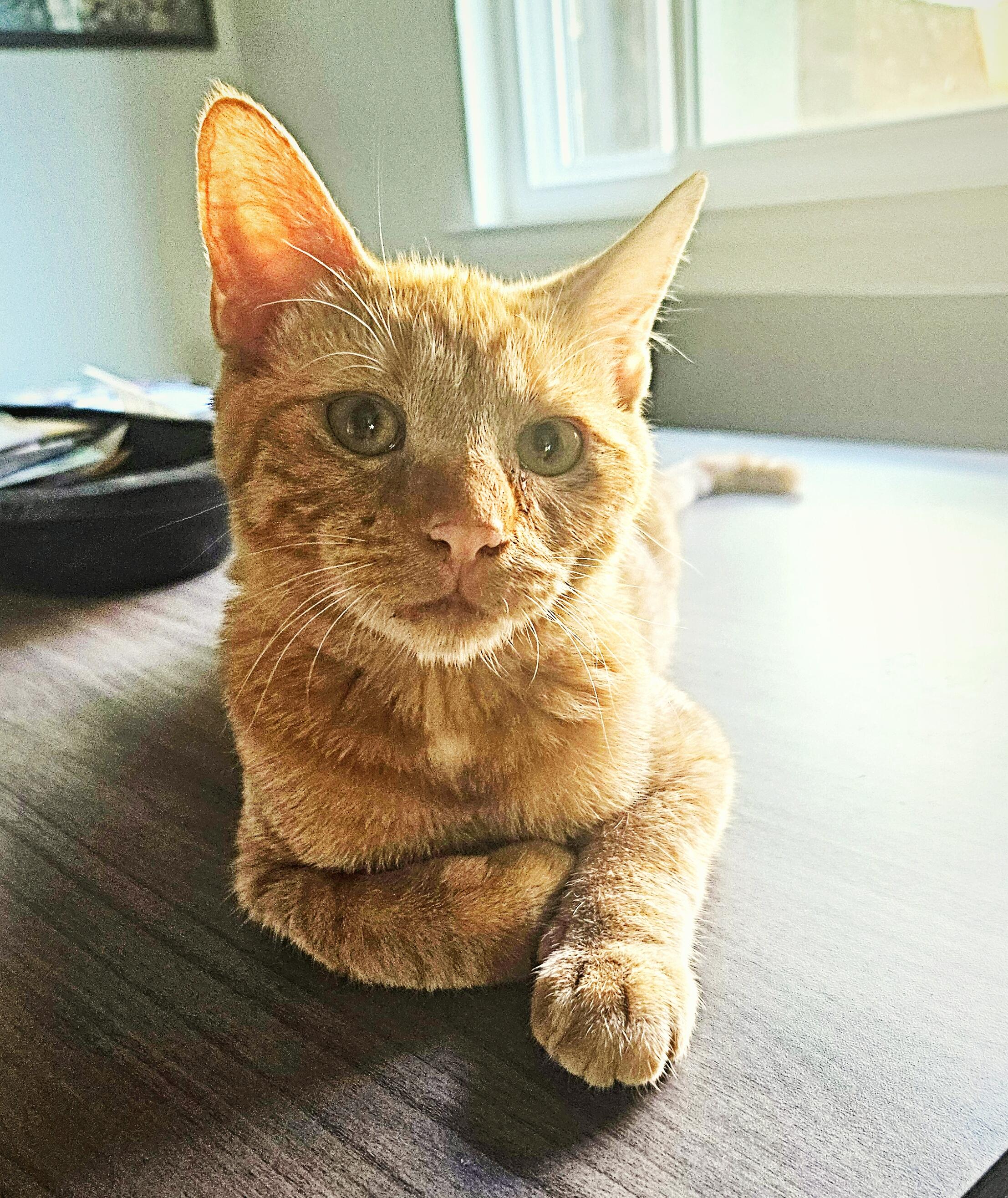 Cat for adoption - Mr. Ginger, a Domestic Short Hair in Fresno, CA | Petfinder