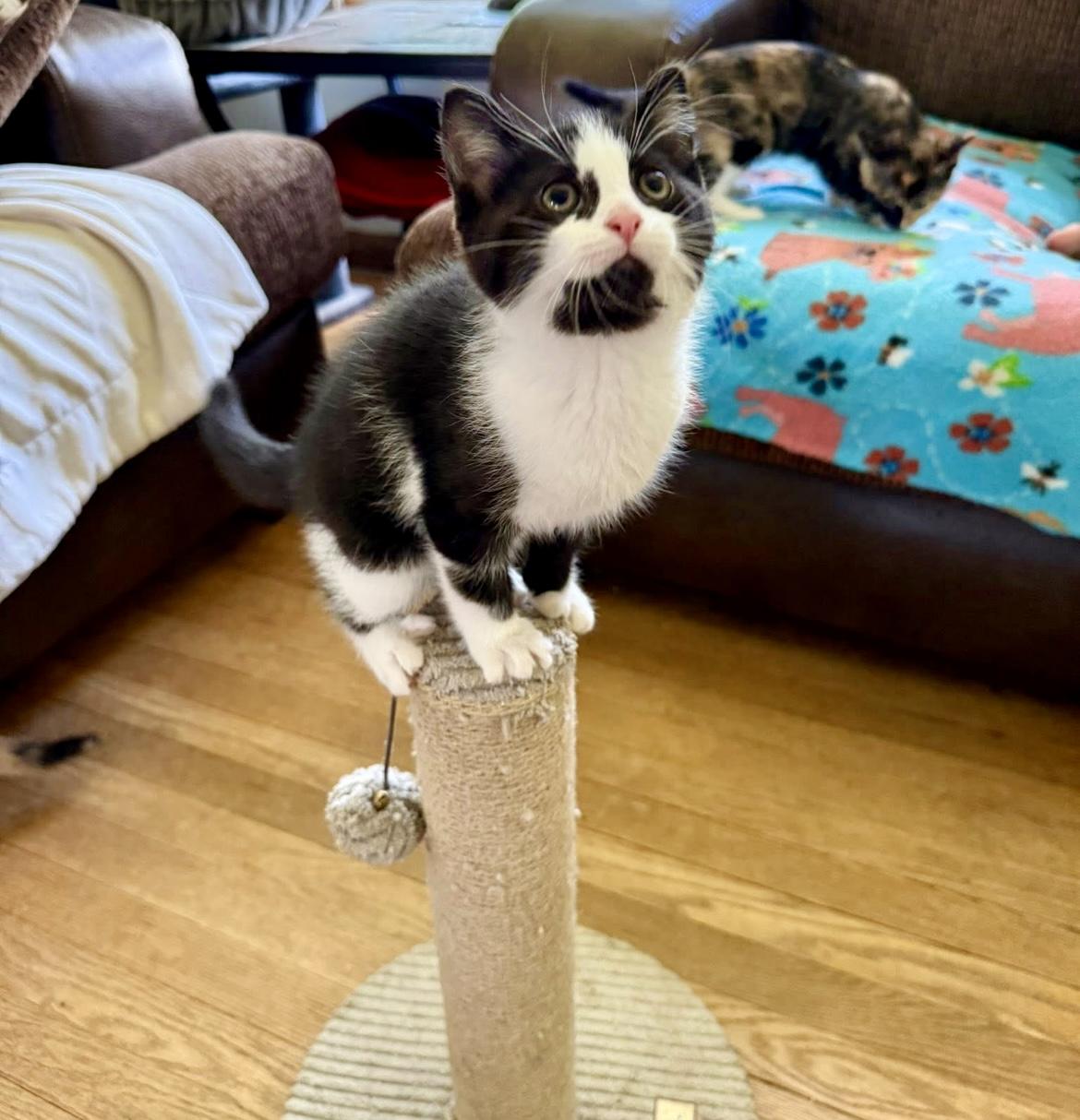 Cat for adoption - Will, a Domestic Short Hair in Seville, OH | Petfinder