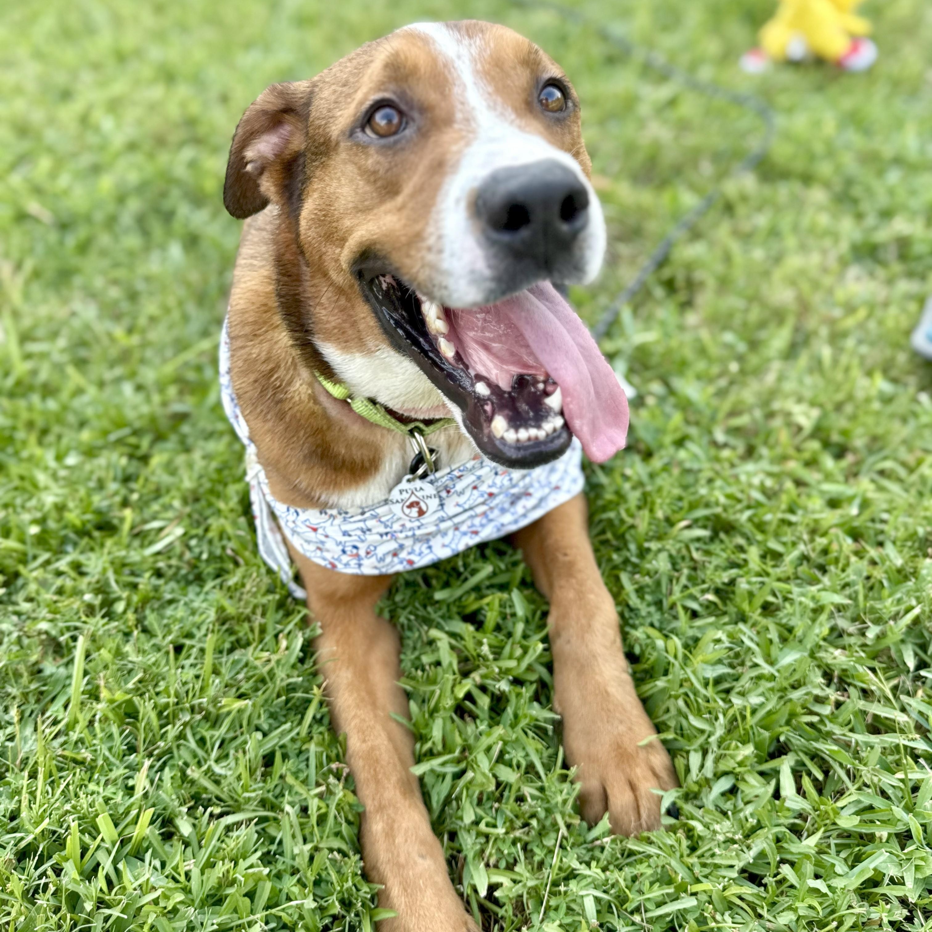 Dog for adoption - Deli, an American Foxhound Mix in Jerome, ID | Petfinder