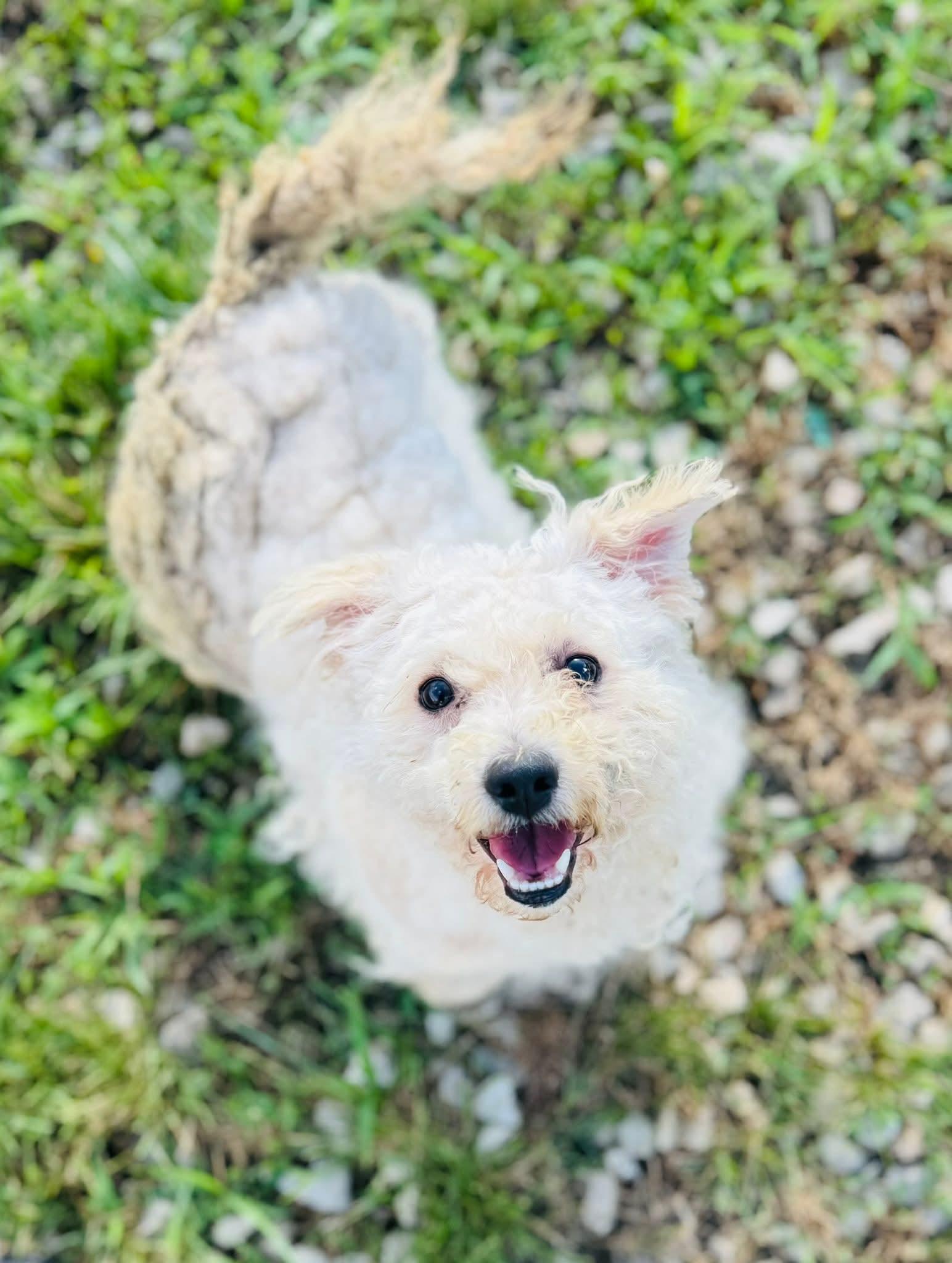 Dog for adoption - Shaggy, a Mixed Breed in Ashland, KY | Petfinder