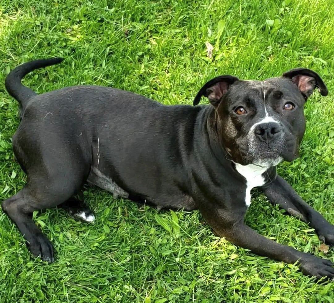 Dog for adoption - Morena "Polly Pocket", a Staffordshire Bull Terrier ...