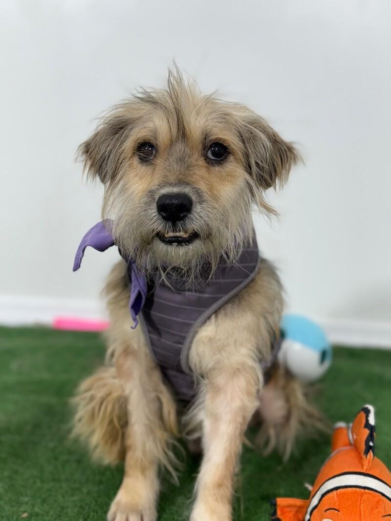 Dog for adoption - Oso, a Border Terrier Mix in Santa Ana, CA | Petfinder