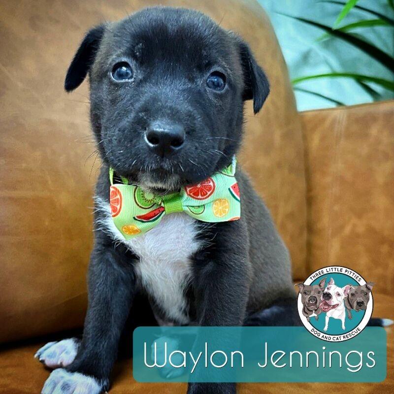 Dog for adoption - Waylon Jennings Rodeo, a German Shepherd Dog & Labrador Retriever Mix in ...